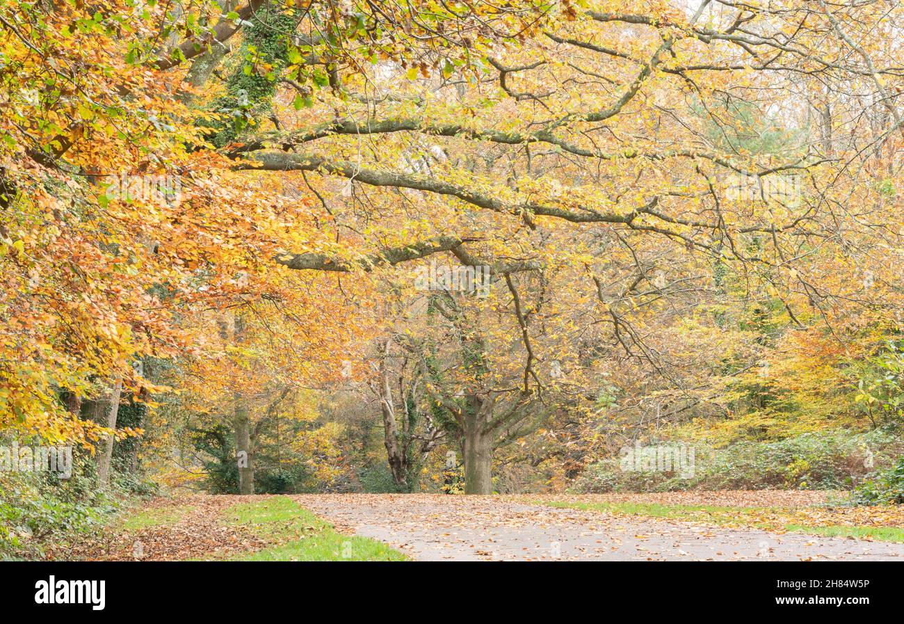 Soton common hi-res stock photography and images - Alamy