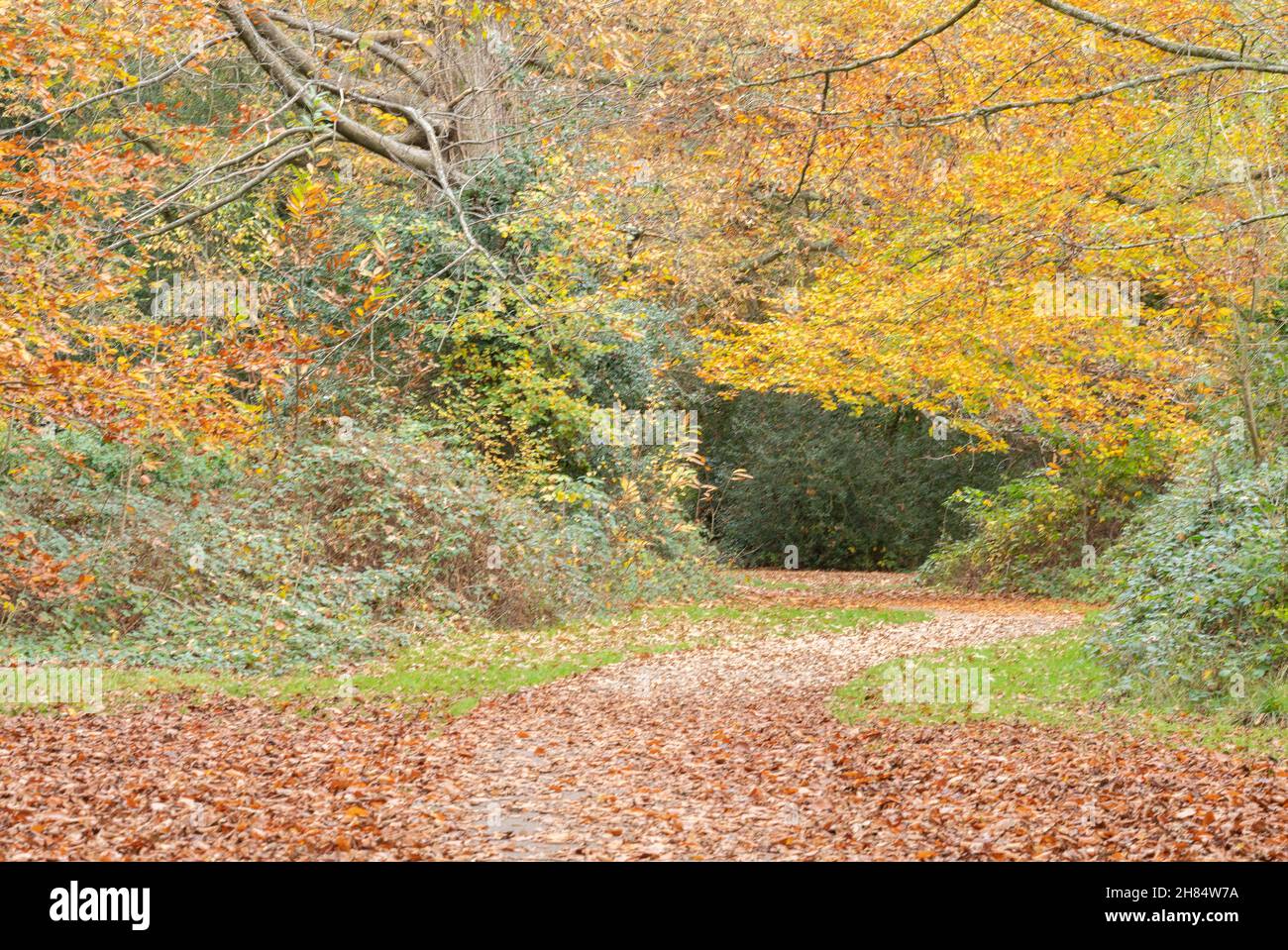 Autumn on Southampton Common Stock Photo - Alamy