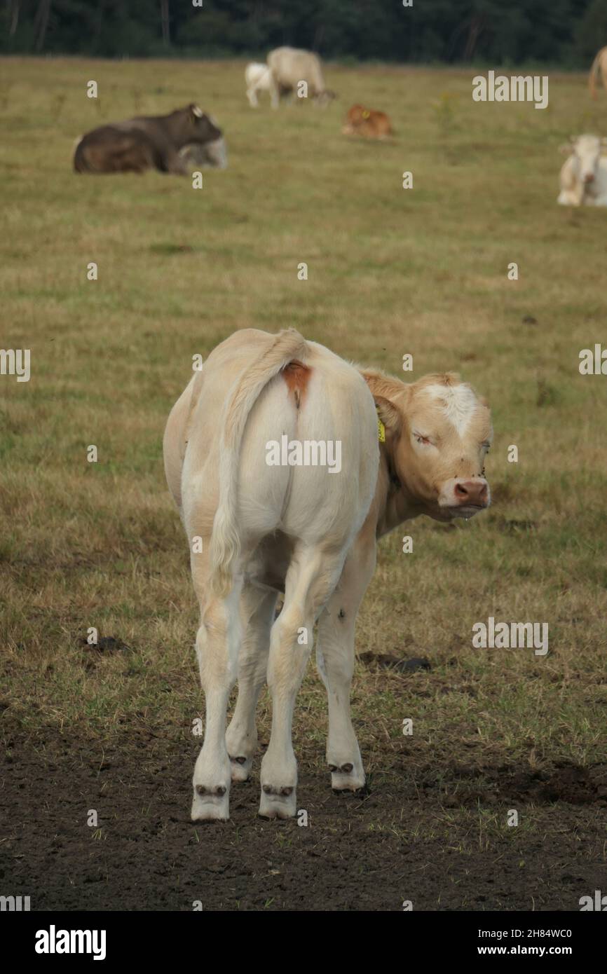 White calf seen straight from behind in the meadow. Calf looks back ...