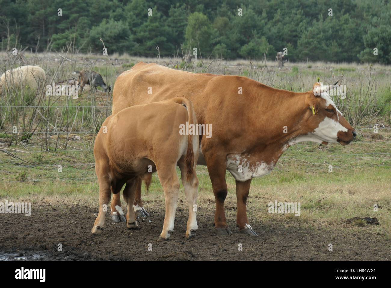 Brown cow with brown calf together in the meadow. Calf drinks from the ...