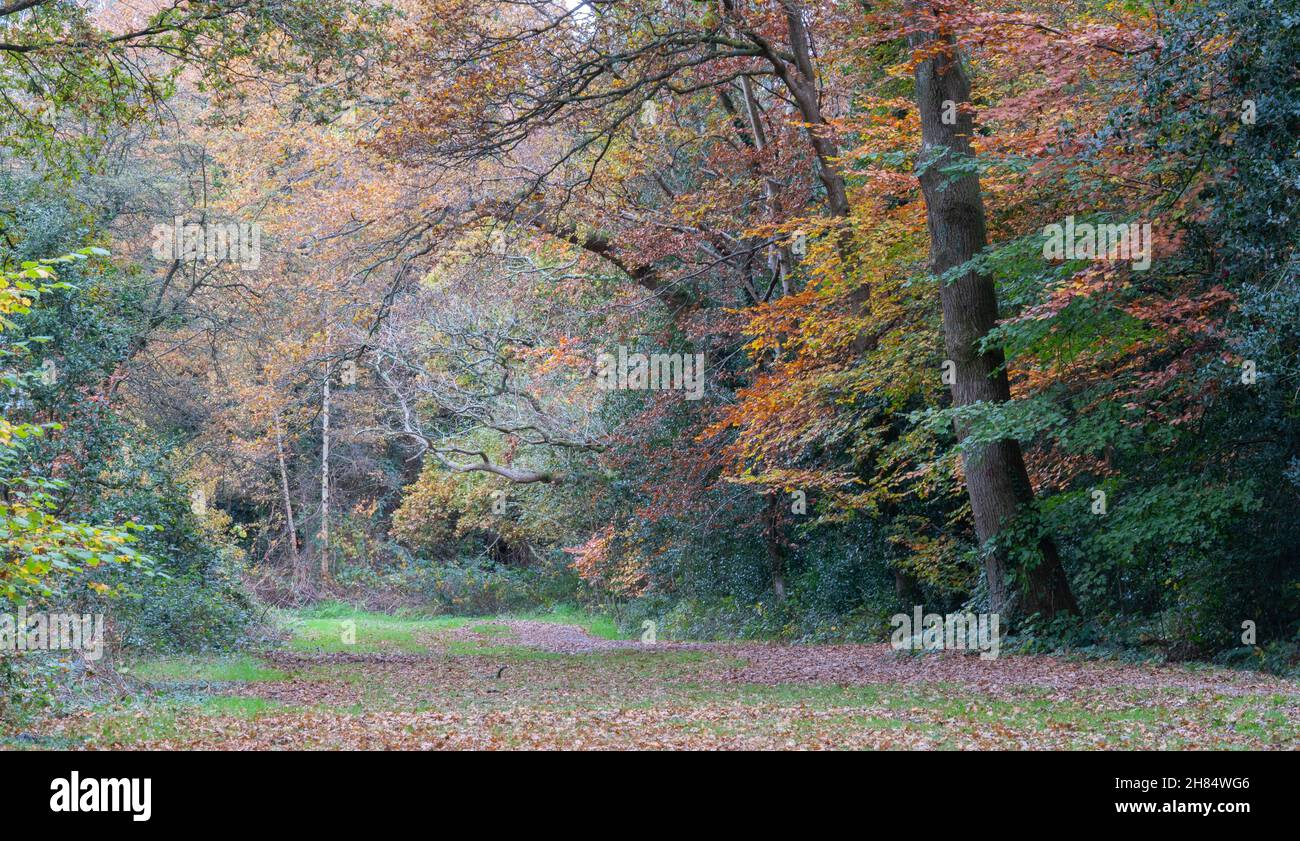 Autumn on Southampton Common Stock Photo - Alamy