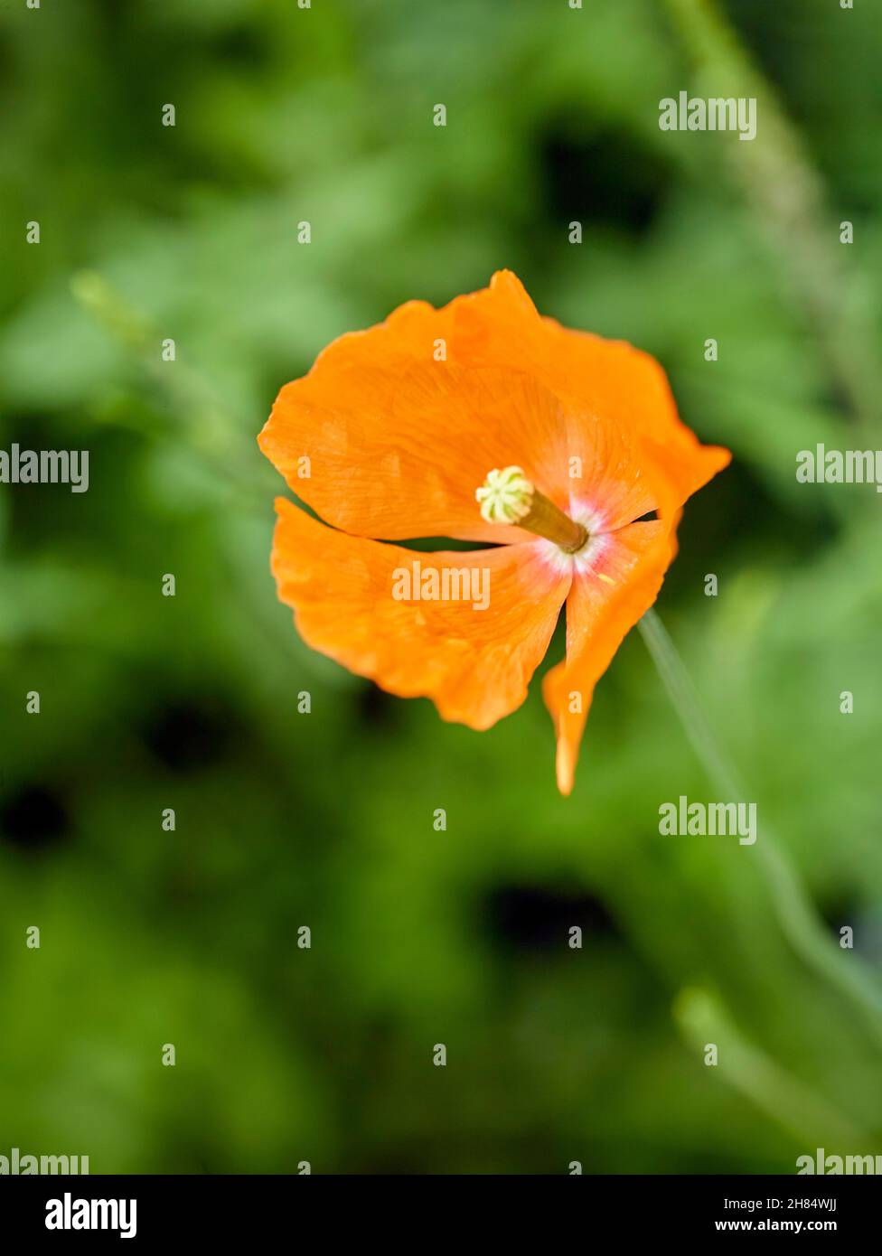 Poppy flower as a symbol of natures structures and beauty in their ...