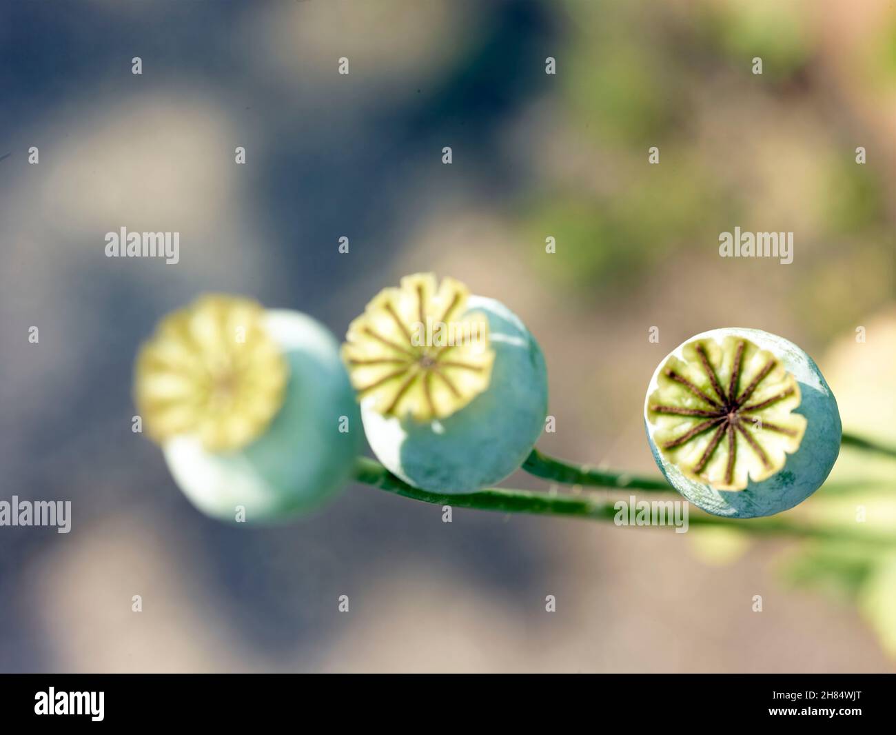 Very close up natural plant portrait of poppy seedbeds in a sunny ...