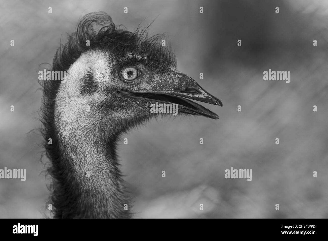 Grayscale closeup shot of an emu face Stock Photo - Alamy