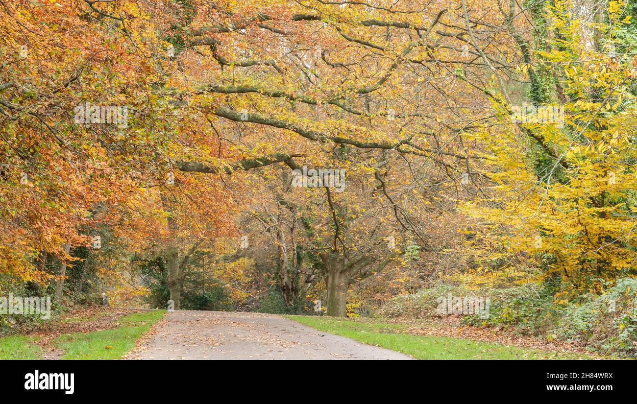 Autumn on Southampton Common Stock Photo - Alamy
