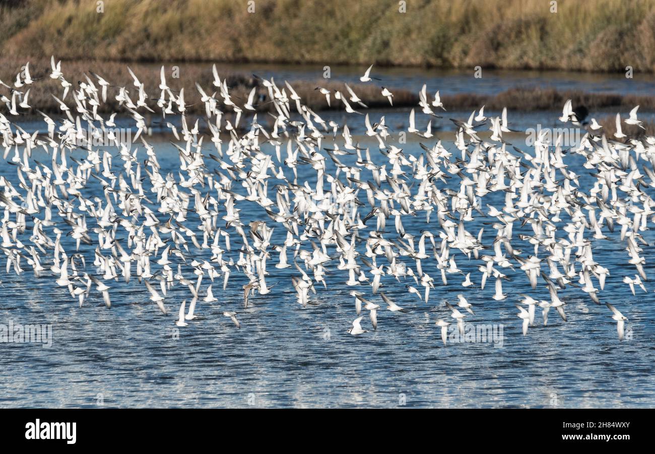 Dunlin uk marsh hi-res stock photography and images - Alamy