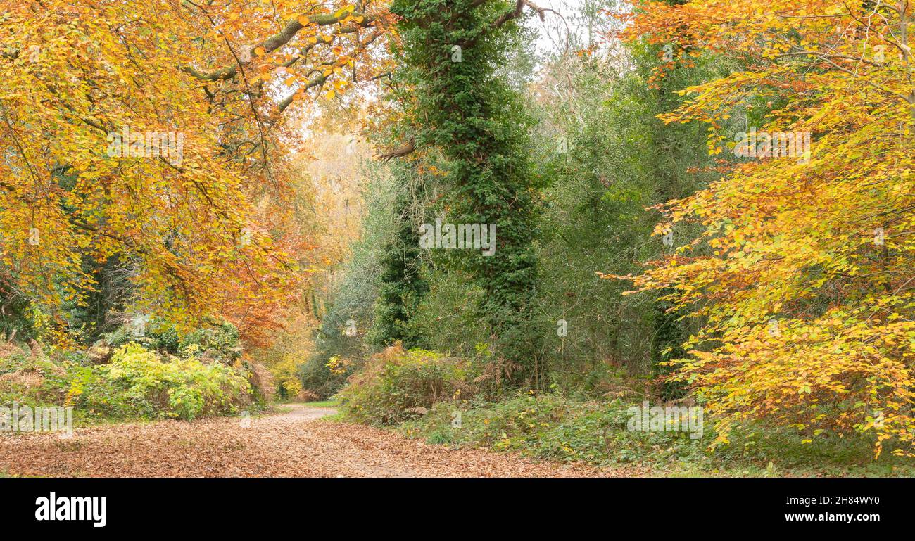Autumn on Southampton Common Stock Photo - Alamy
