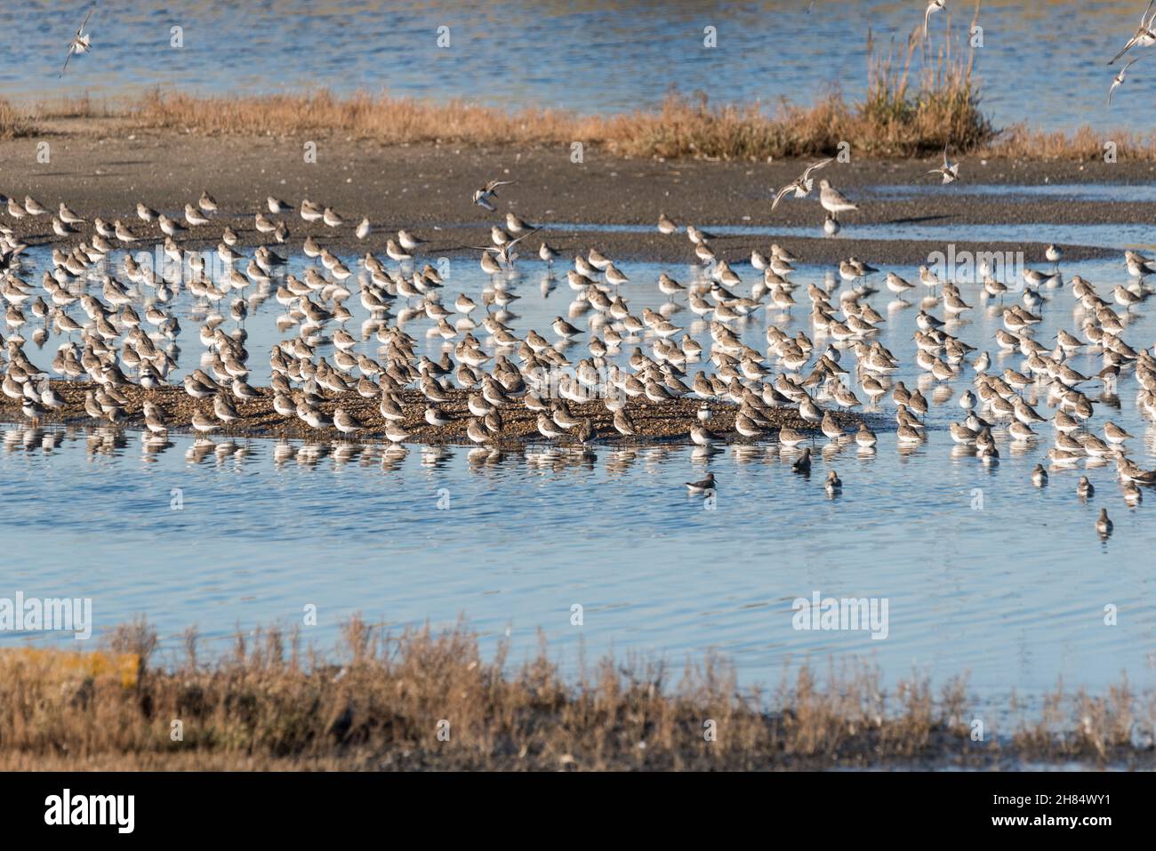Dunlin uk marsh hi-res stock photography and images - Alamy