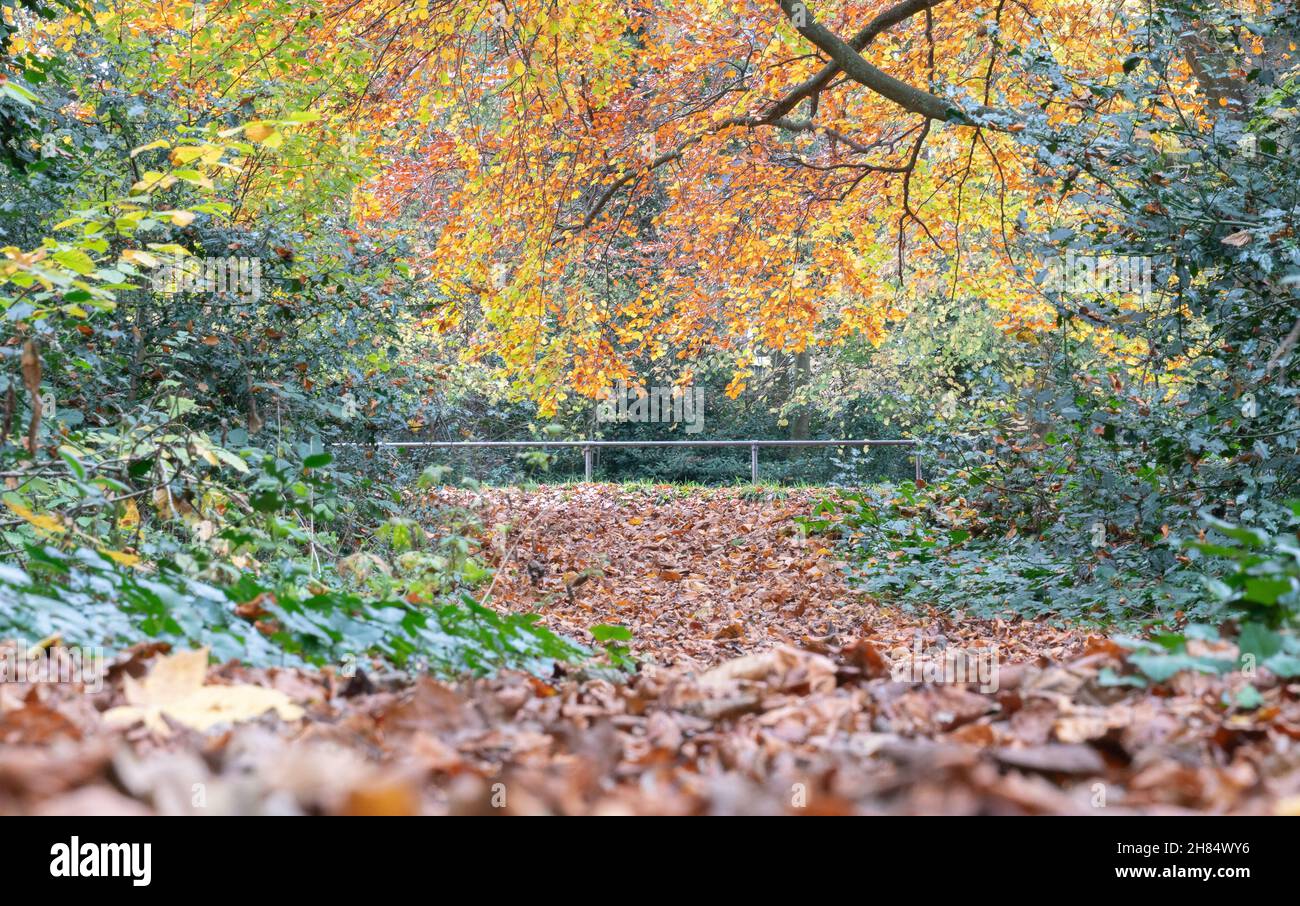 Soton common hi-res stock photography and images - Alamy