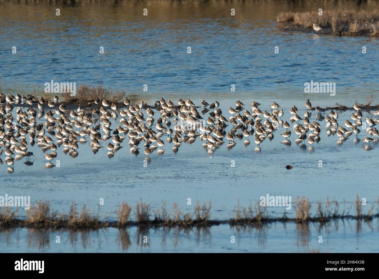 Mixed wader flock of mainly Dunlin (Calidris alpina) with a single Grey ...