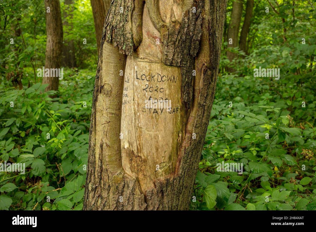 Simple natural pattern of natural tree bark textures in close up Stock ...