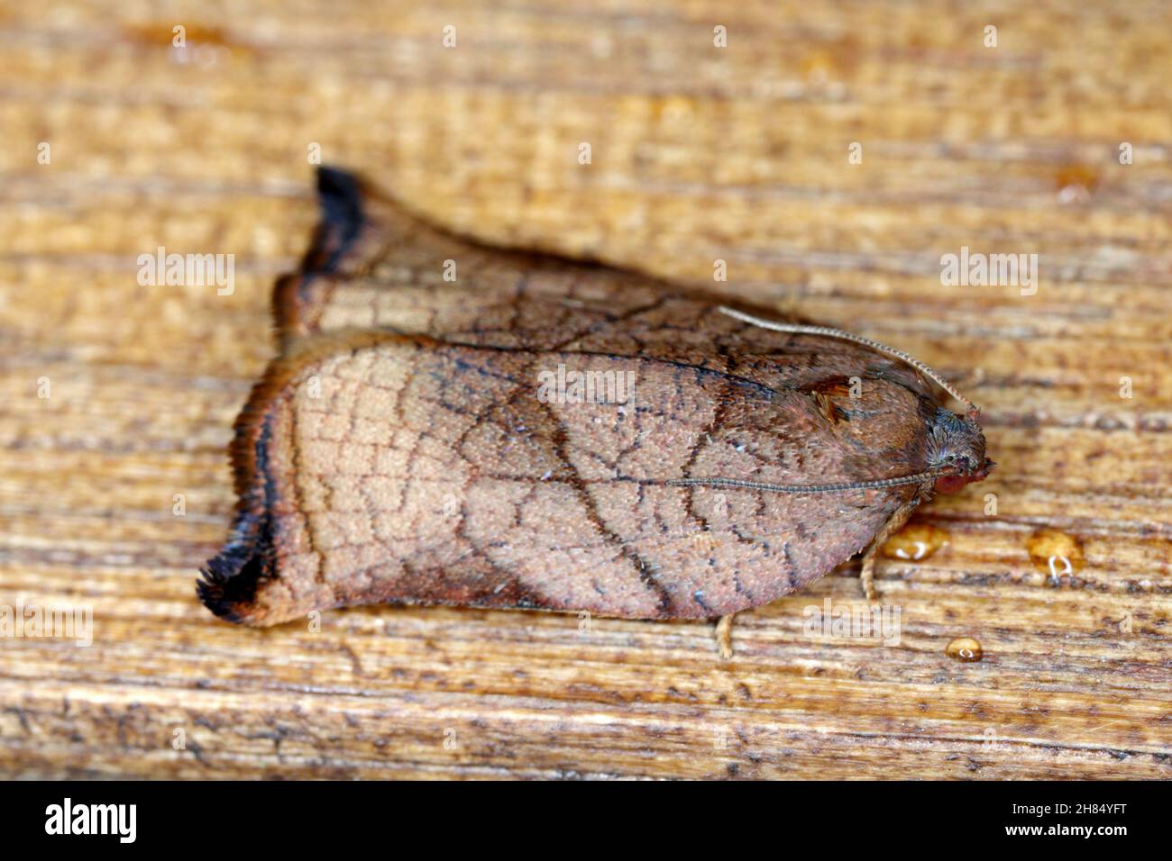 Large fruit-tree tortrix (Archips podana). It is a moth of the family ...