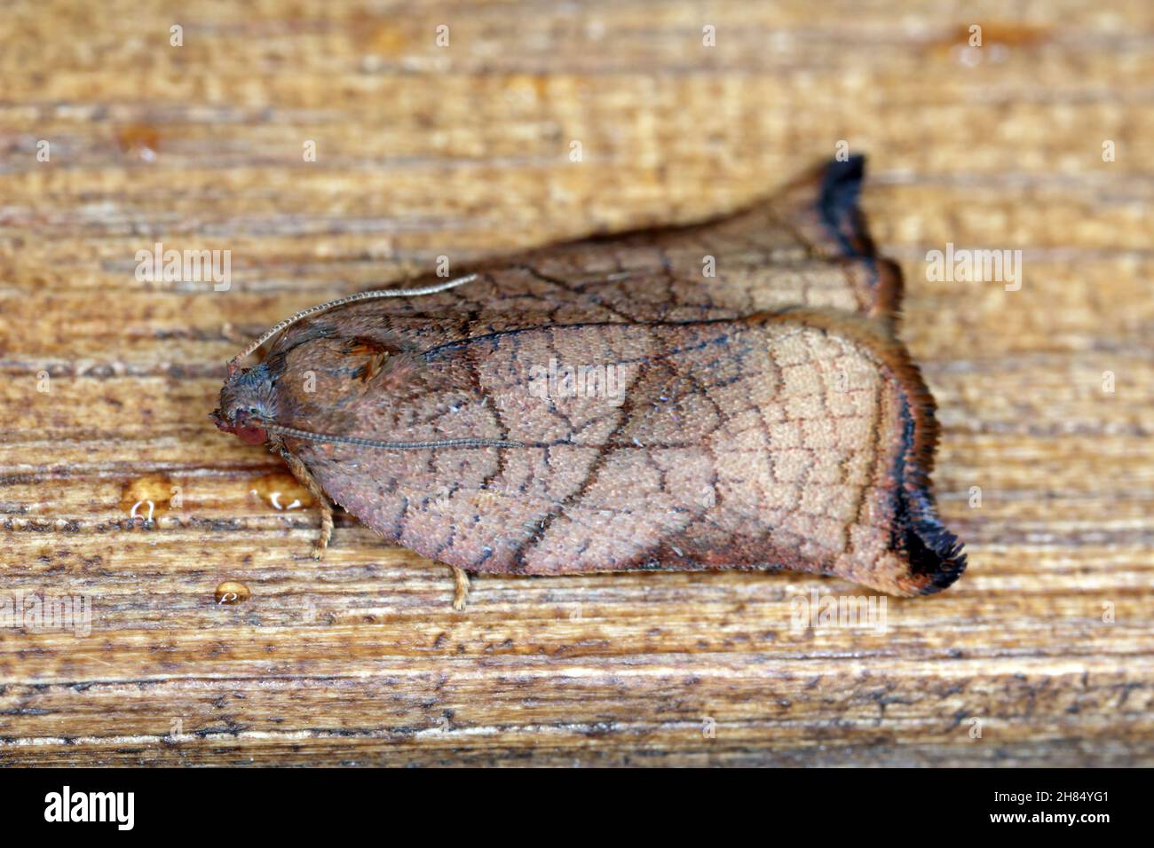 Large fruit-tree tortrix (Archips podana). It is a moth of the family ...