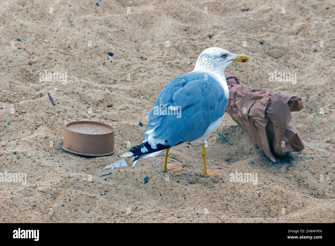 Gull feeding on food waste from a beach trash can in Capbreton, Les ...