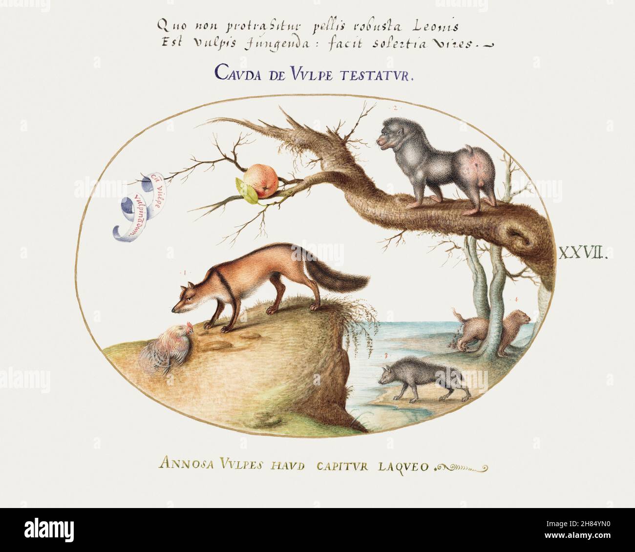 Cross Fox, Hyena, Baboon, Sea Wolf and a Gulon (1575–1580) painting in ...
