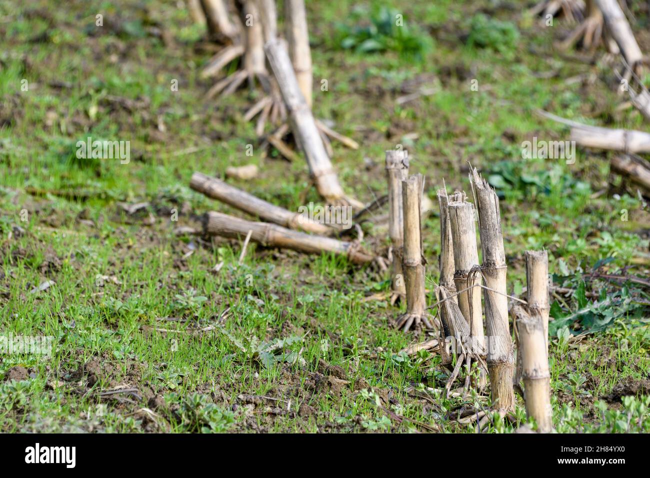 Corn stalk remains hi-res stock photography and images - Alamy