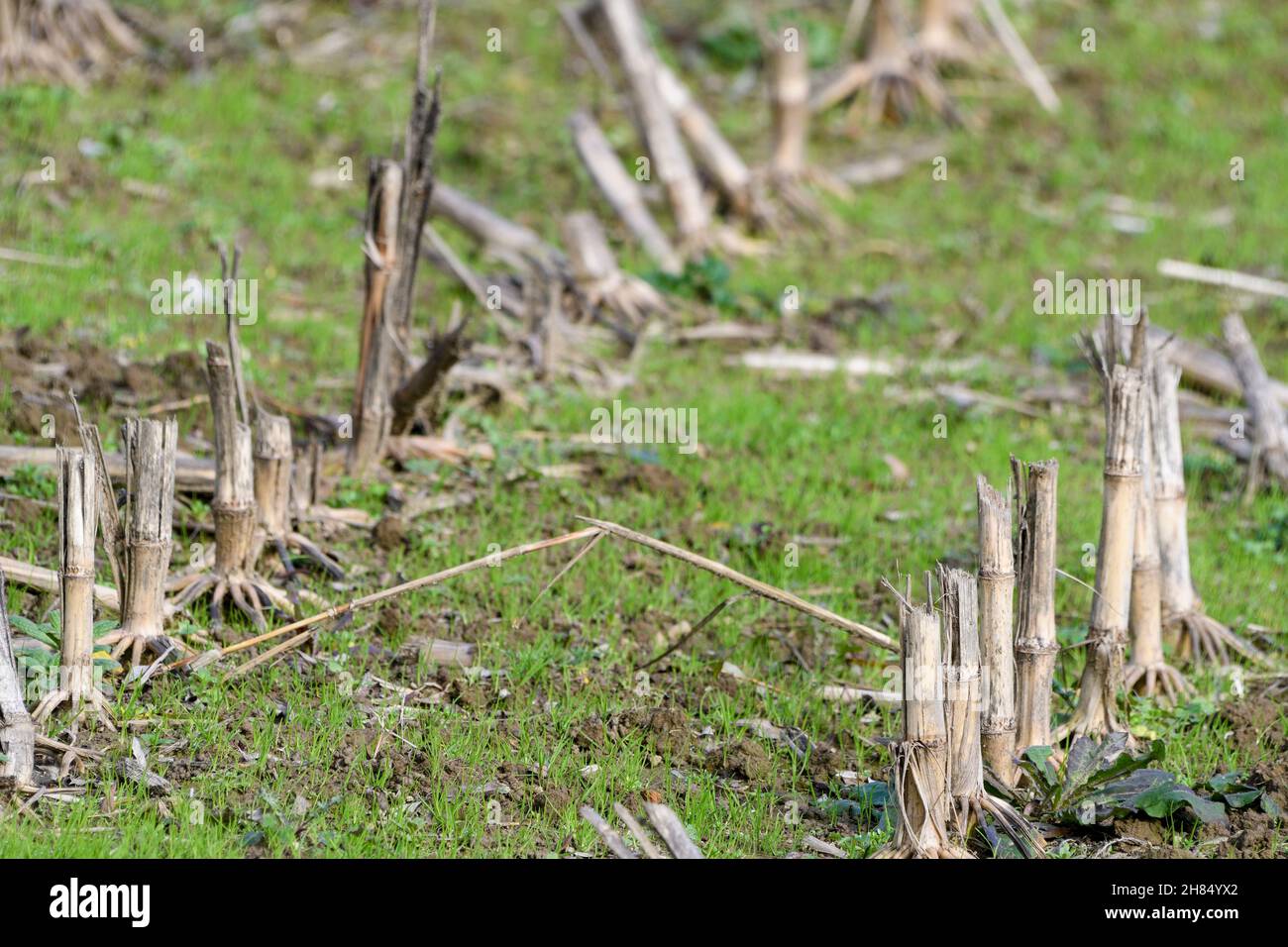 Remains of cereals hi-res stock photography and images - Alamy