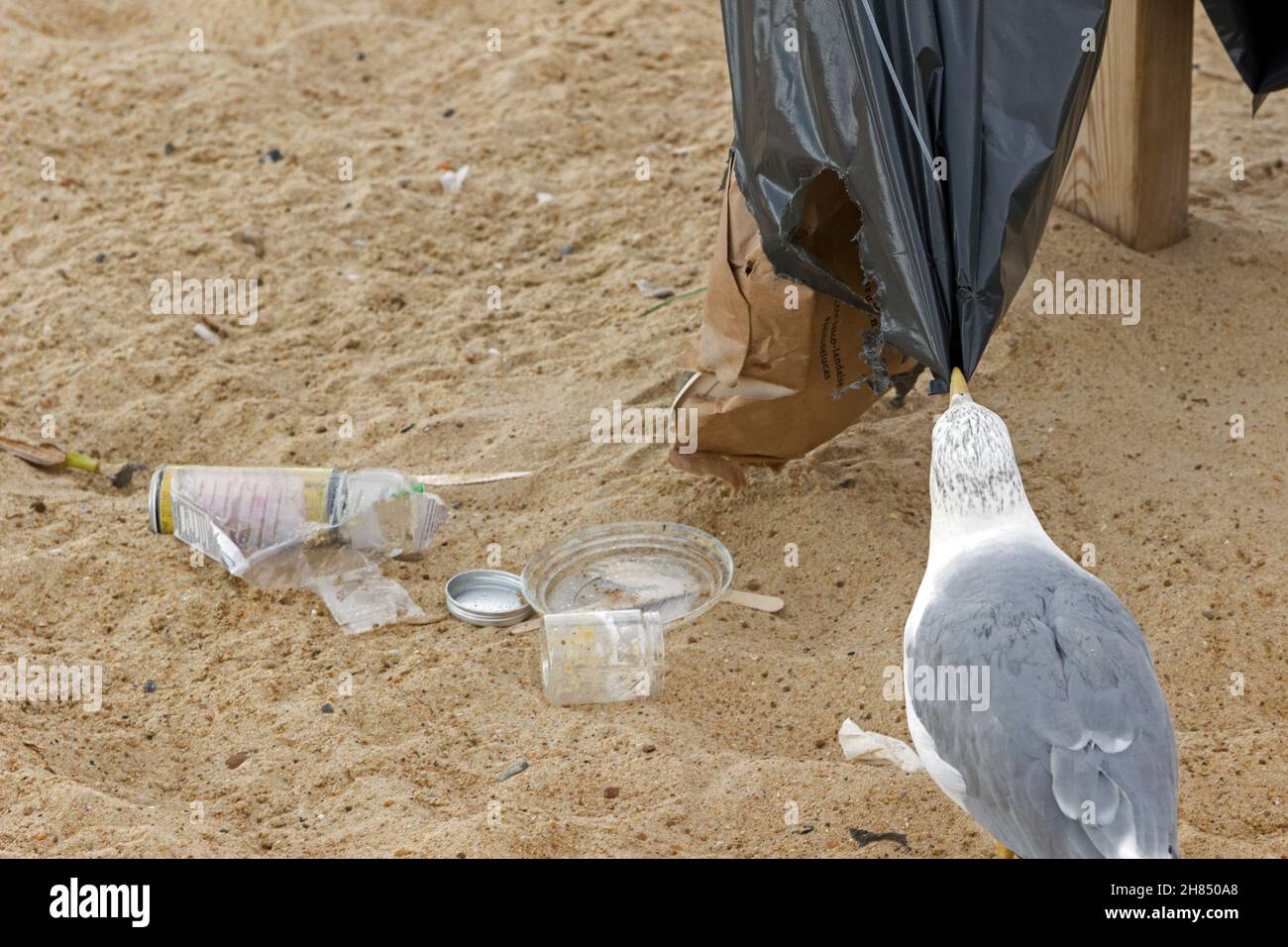 Gull feeding on food waste from a beach trash can in Capbreton, Les ...