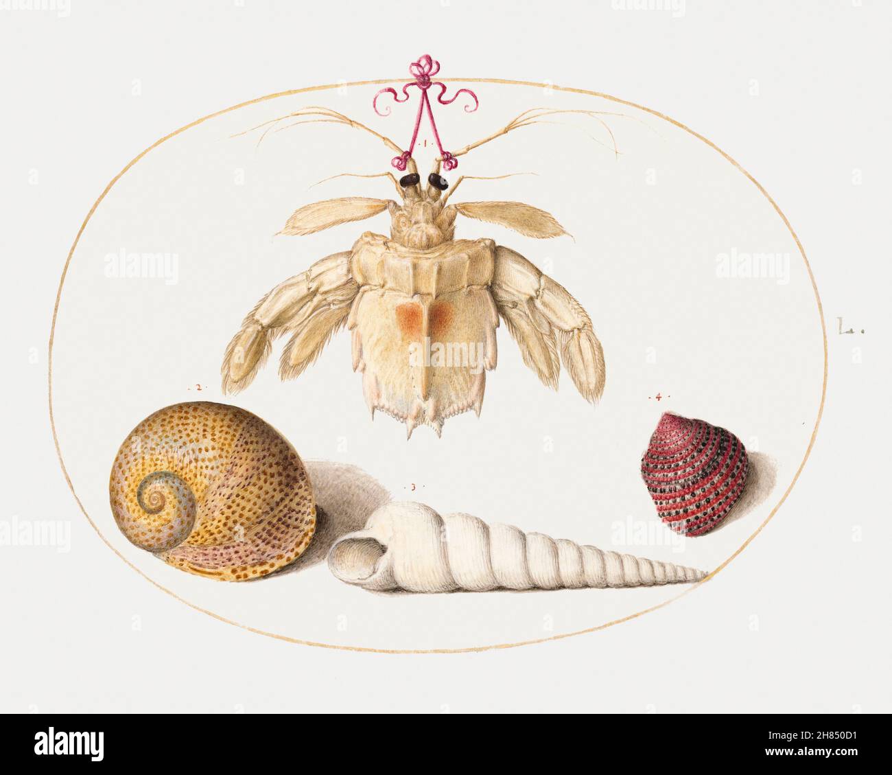 Dead Hermit Crab with Tower Snail Shells (1575–1580) painting in high ...