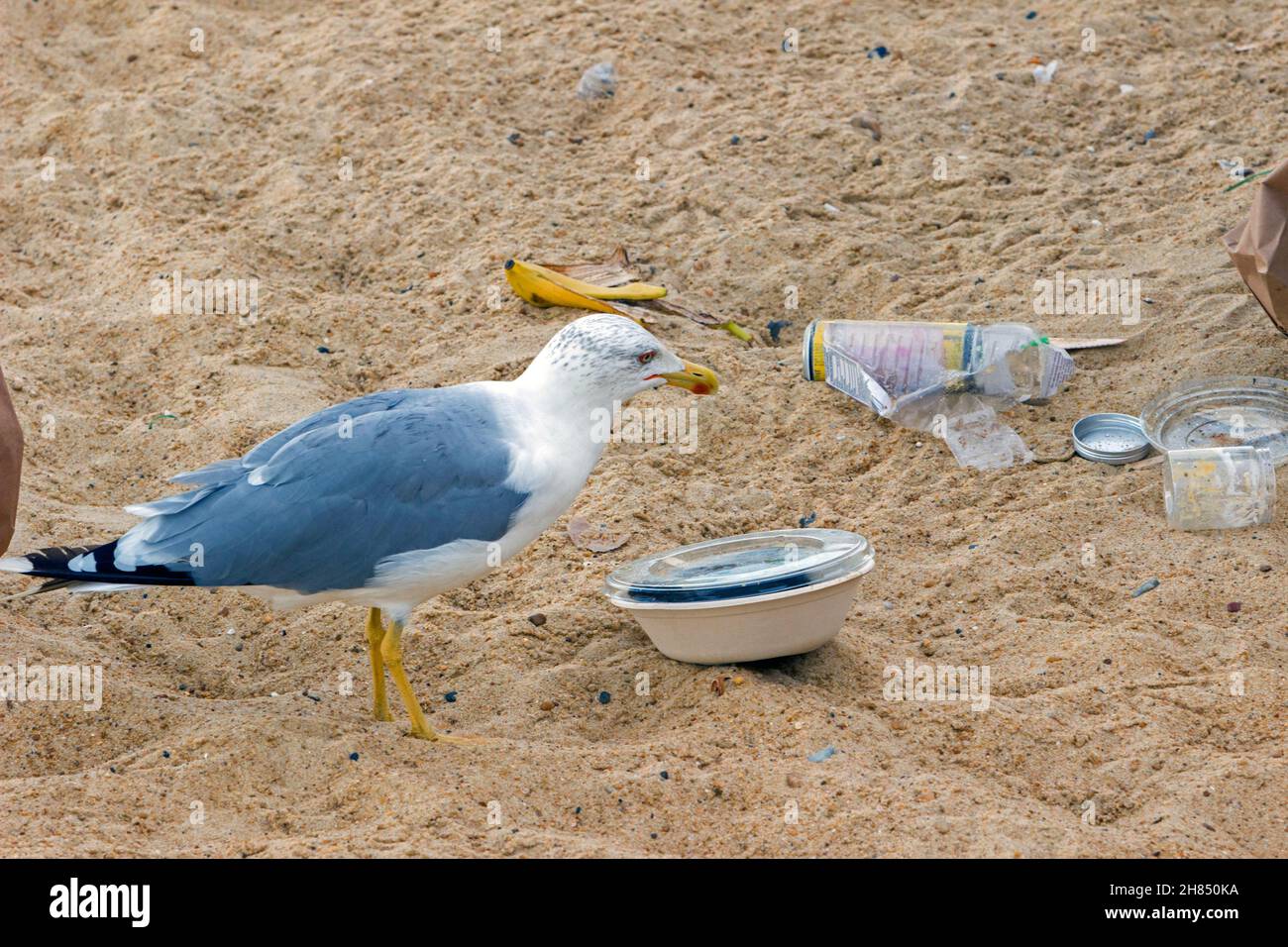 Gull feeding on food waste from a beach trash can in Capbreton, Les ...