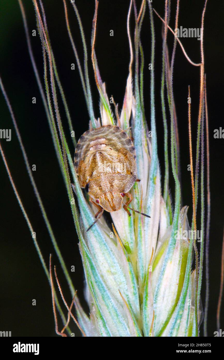 Larva of Eurygaster maura is a species of true bugs or shield-backed ...
