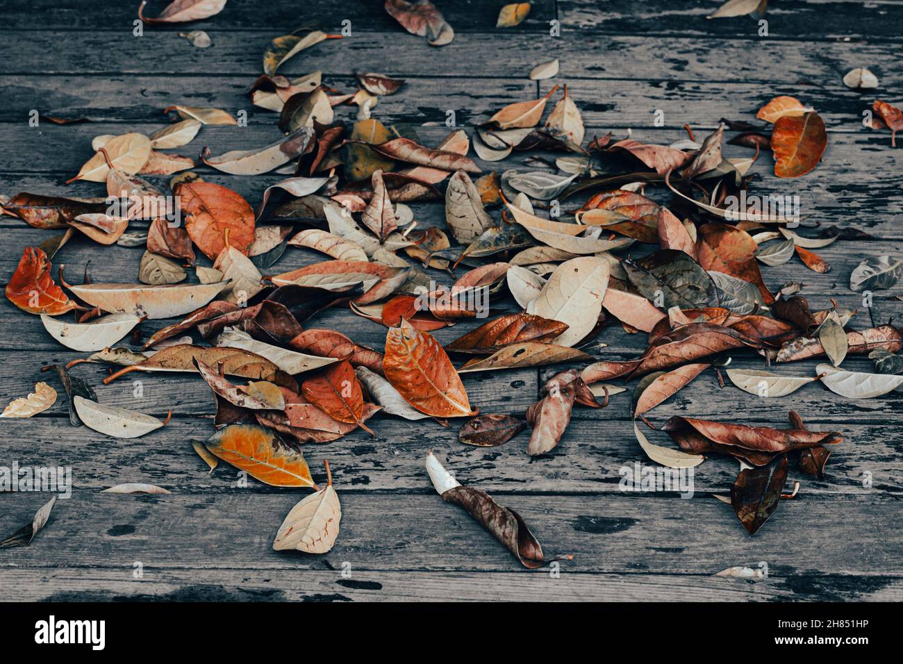Dry Leaves Falling Down