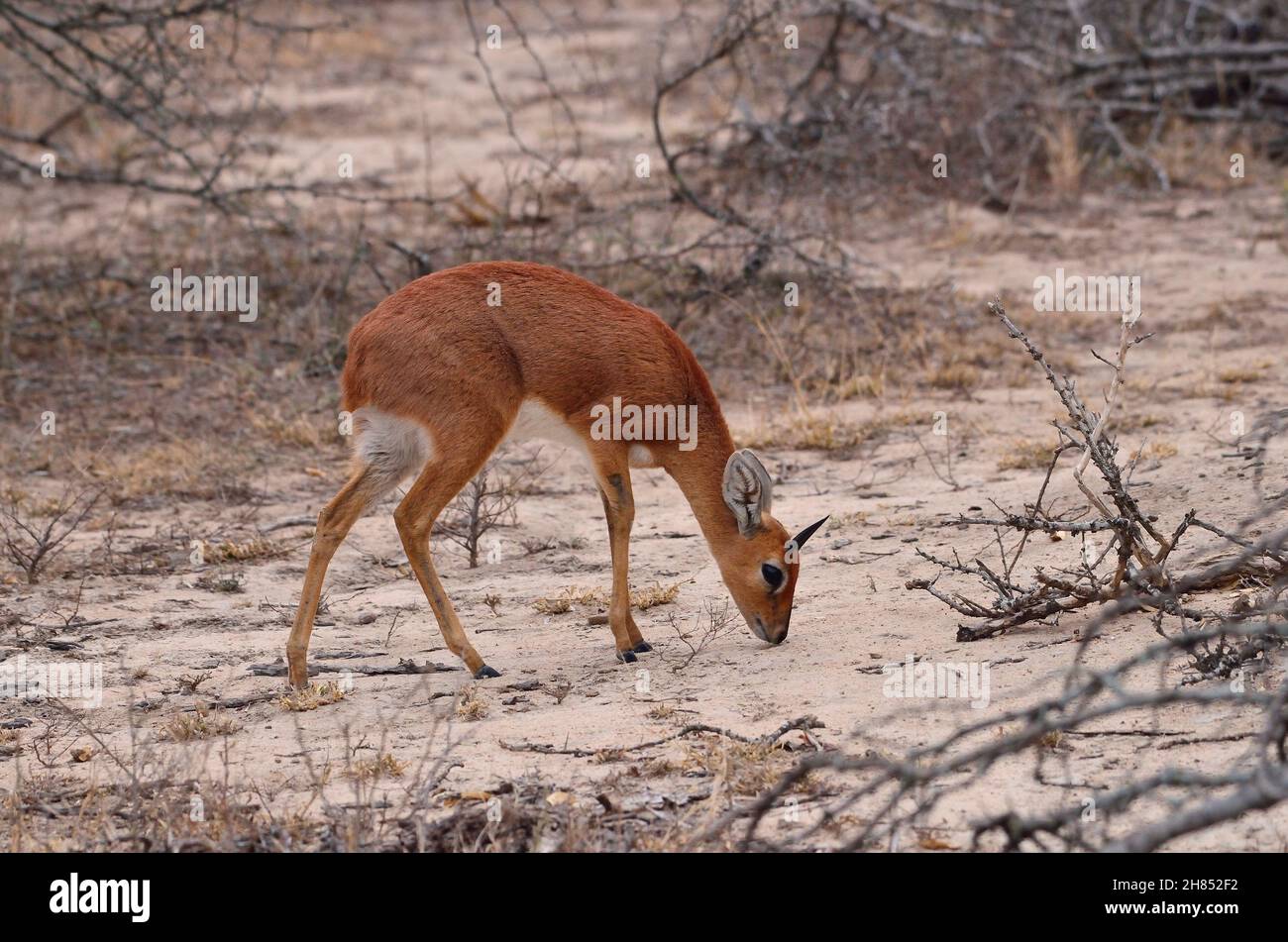 Steinböckchen, steenbuck, Raphicerus campestris, Kruger-Nationalpark ...