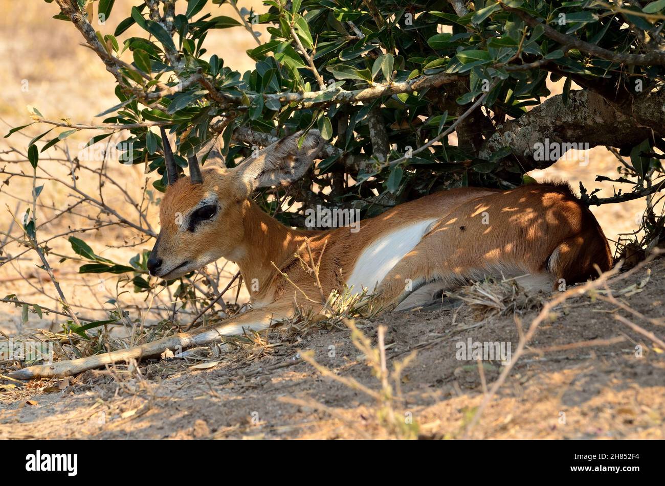 Steenbuck hi-res stock photography and images - Alamy