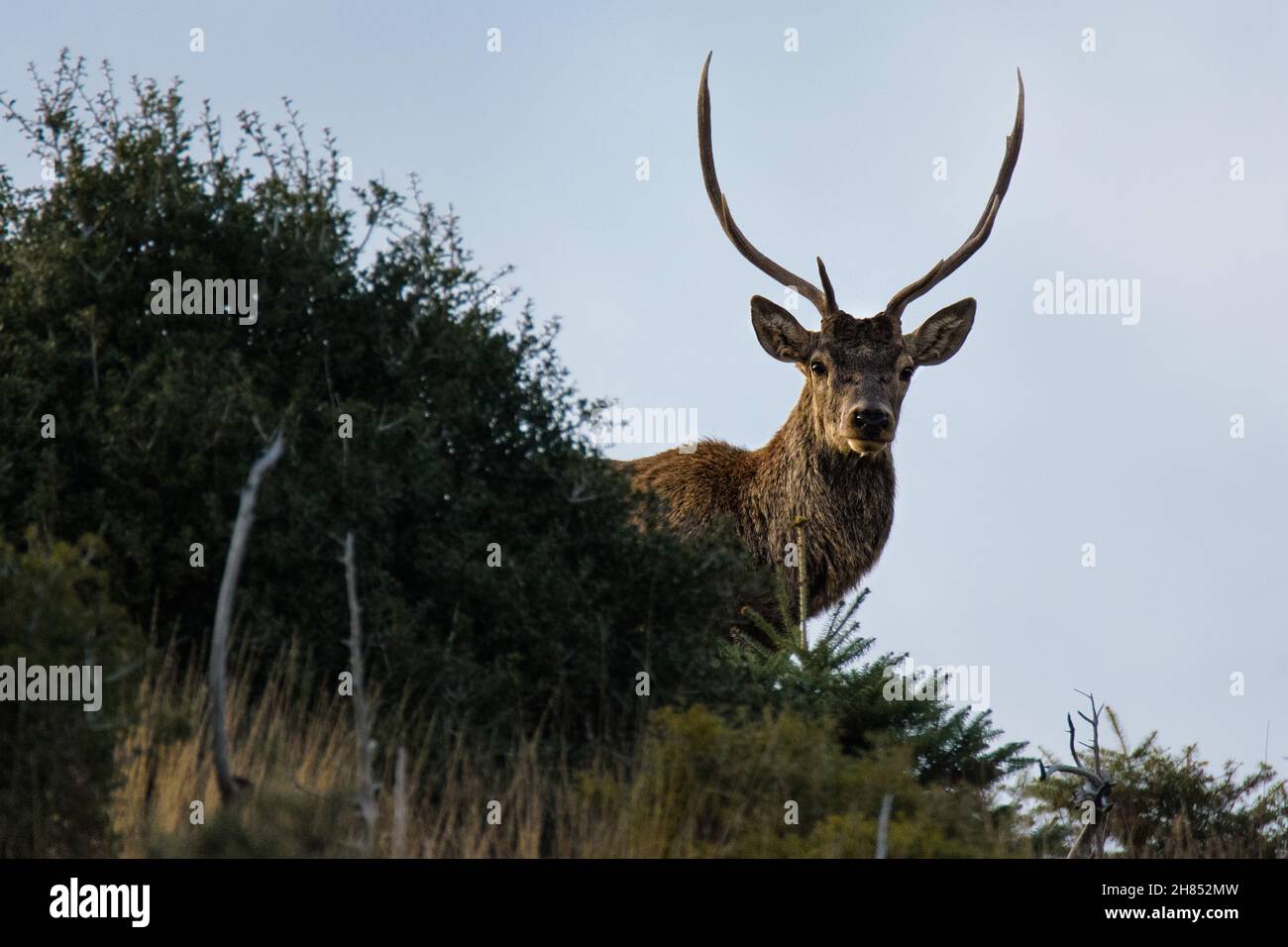Red deer wild walking at Parnitha mountain free Stock Photo - Alamy