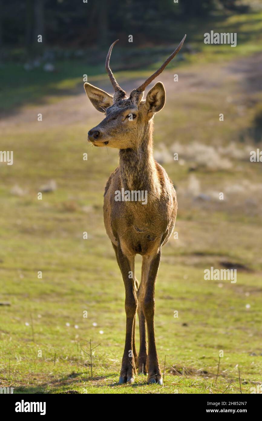 Father of deer hi-res stock photography and images - Alamy