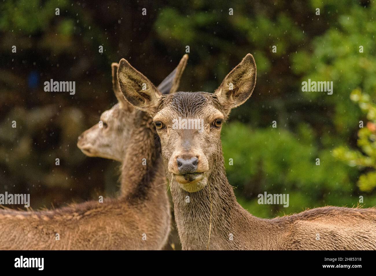 Red deer - Cervus elaphus wild walking at Parnitha mountain free Stock ...