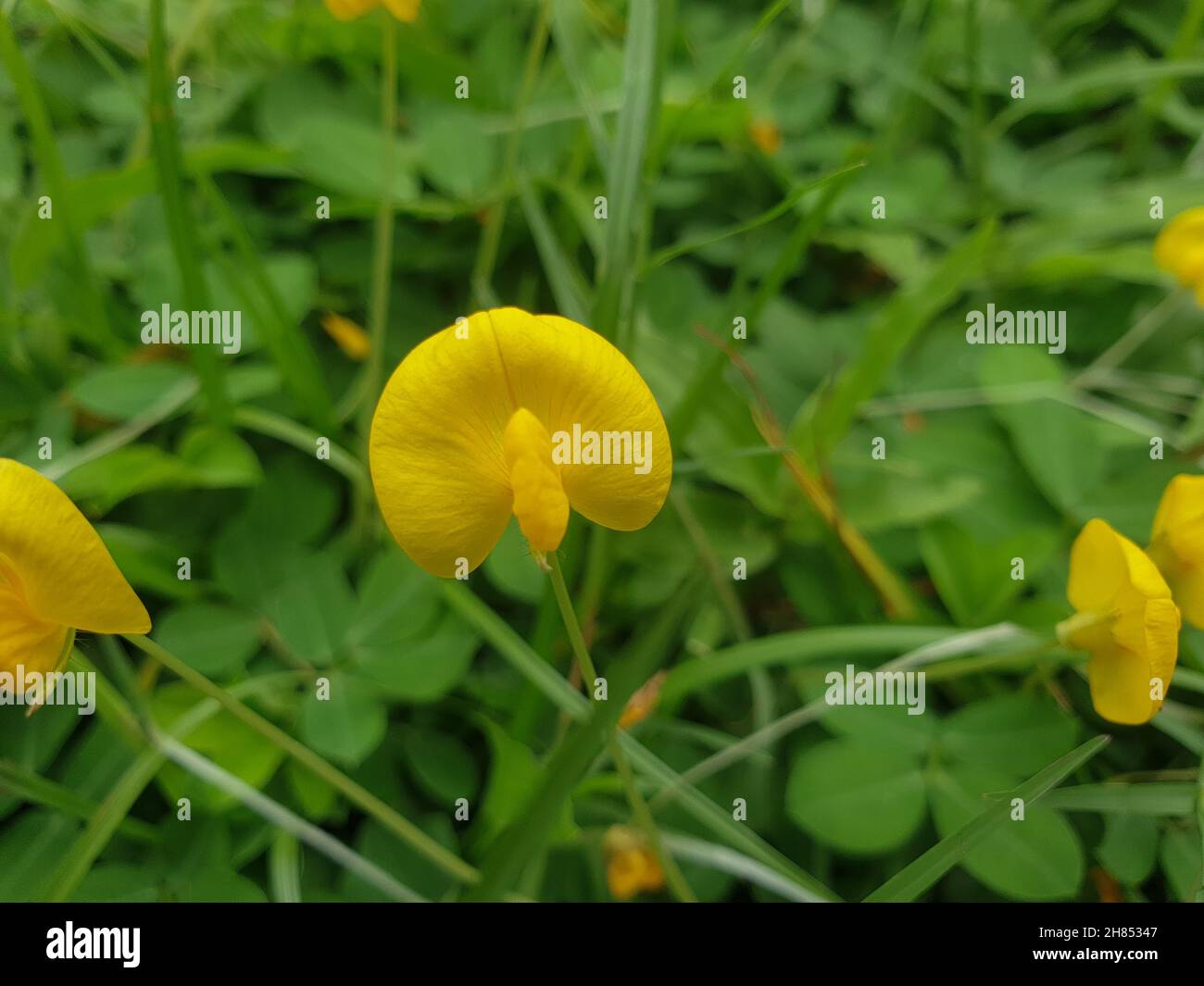 Pinto peanut flower hi-res stock photography and images - Alamy