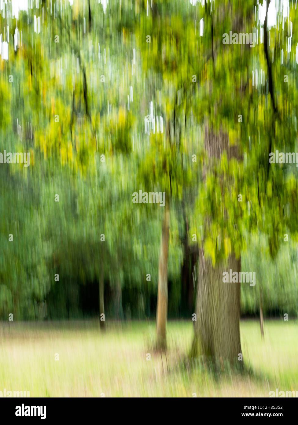 Abstract of Tree Stock Photo - Alamy