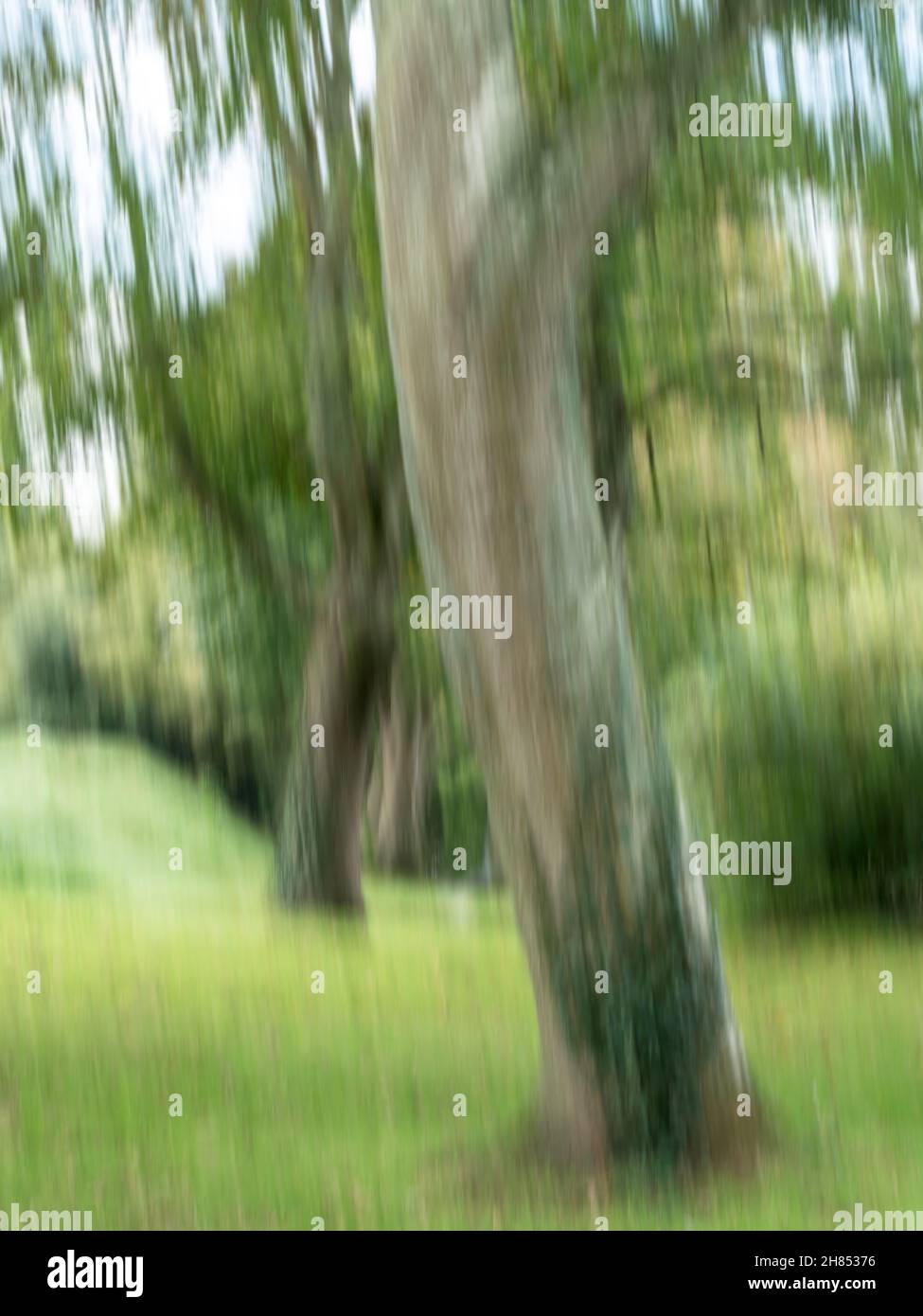 Abstract of trees Stock Photo - Alamy