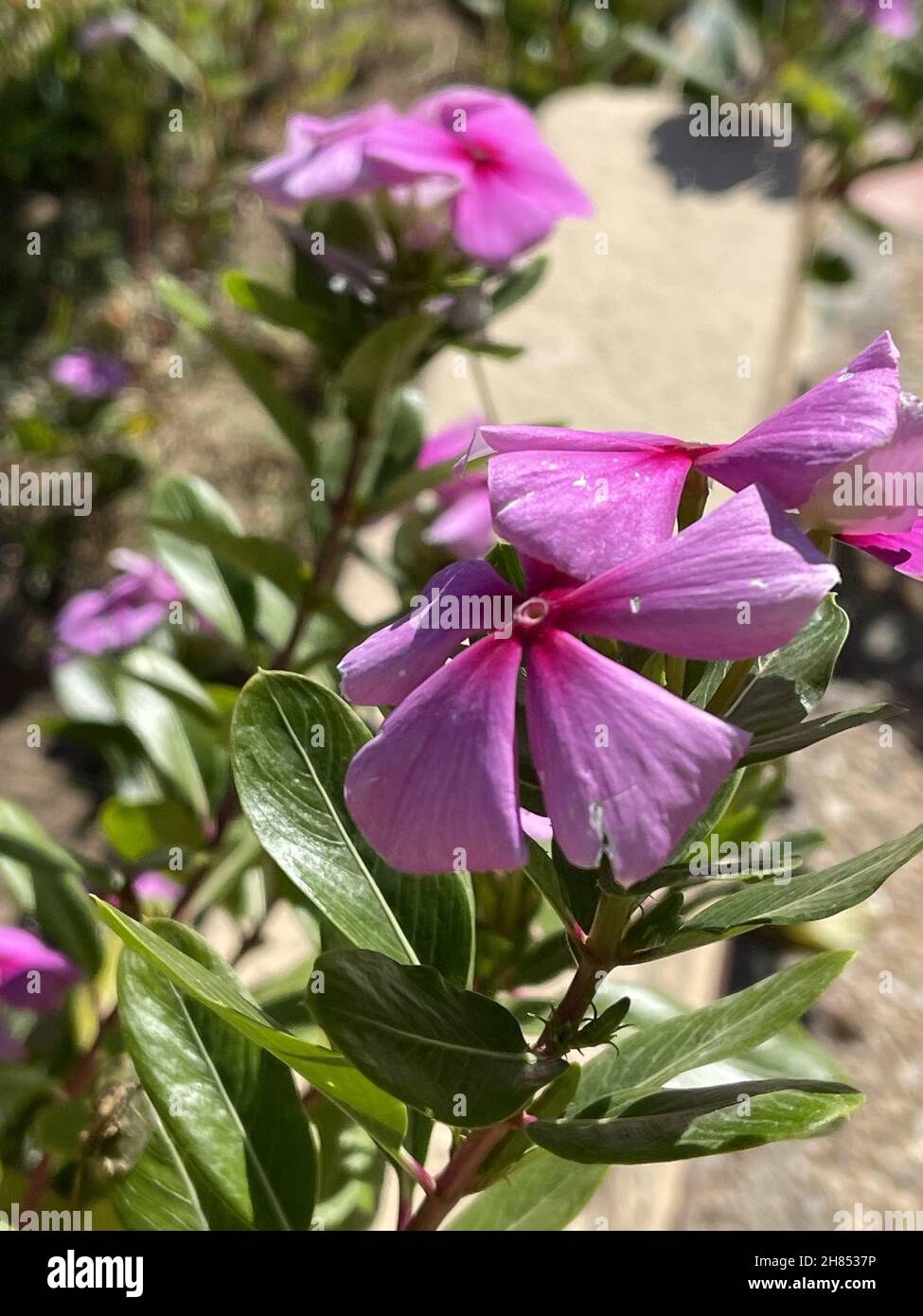 Closeup shot pink periwinkle hi-res stock photography and images - Alamy