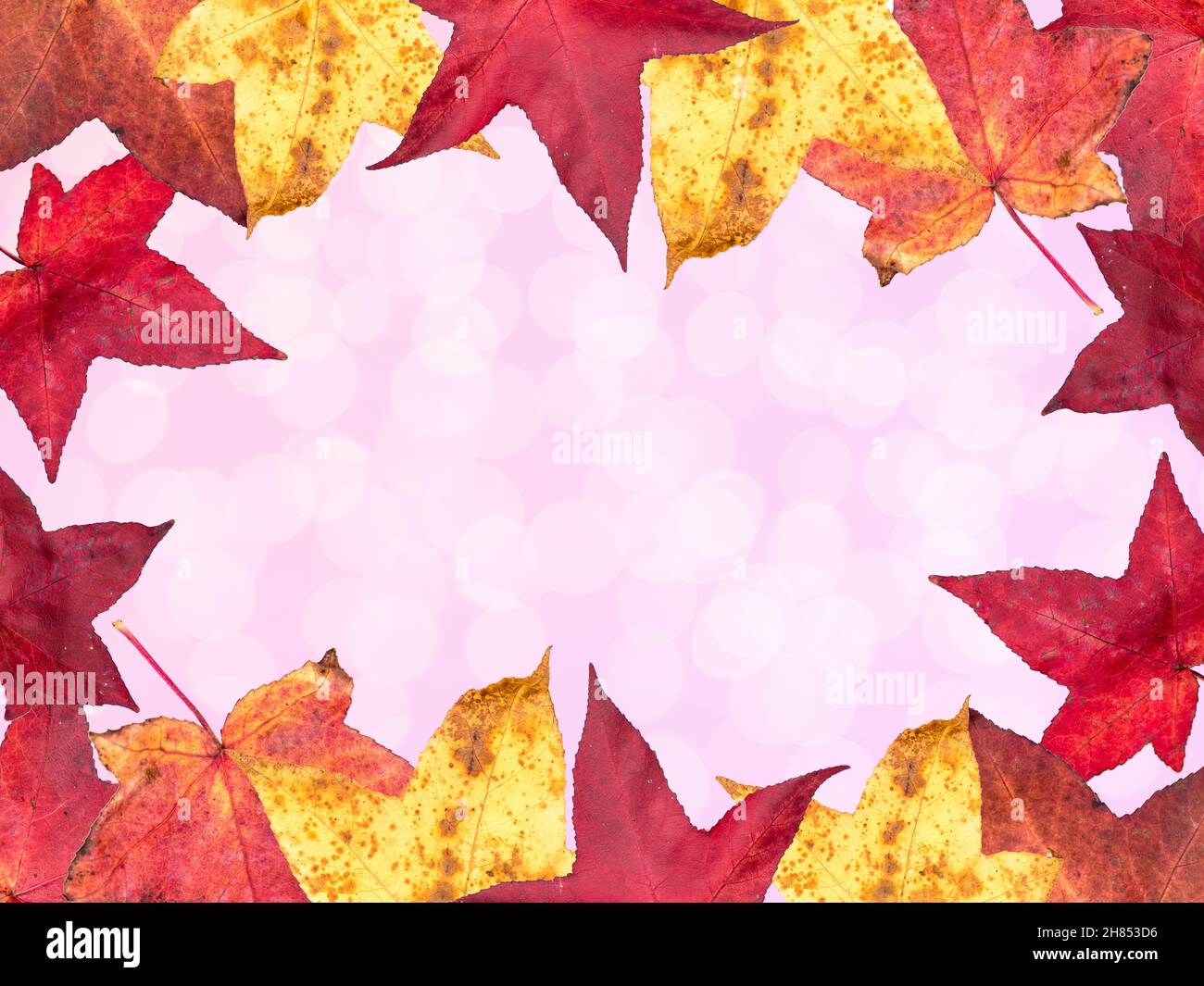 Pink background with a frame of autumn leaves Stock Photo - Alamy