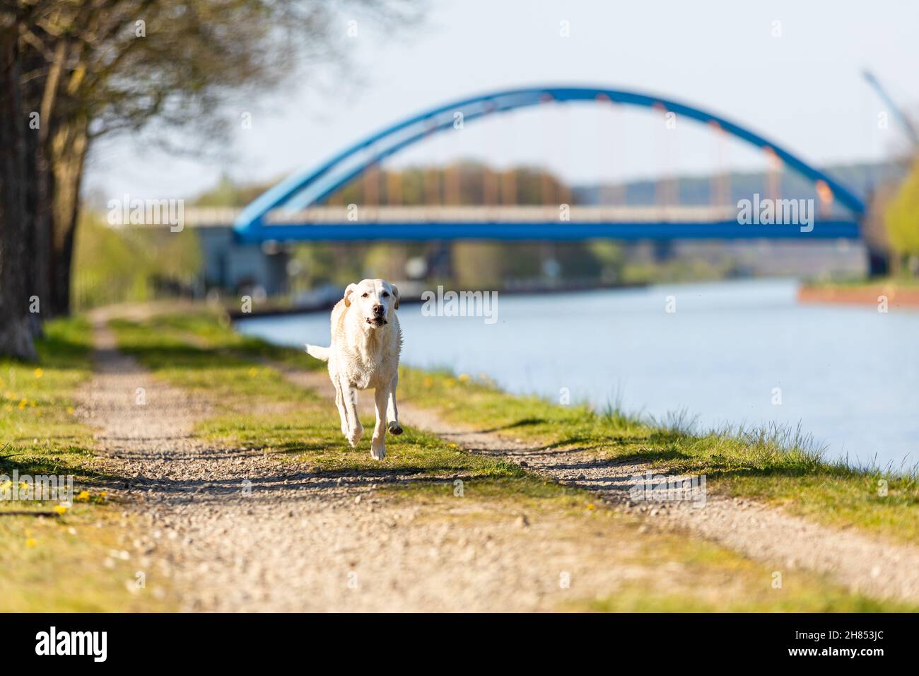 Adorable labrador running on a path along a canal Stock Photo - Alamy