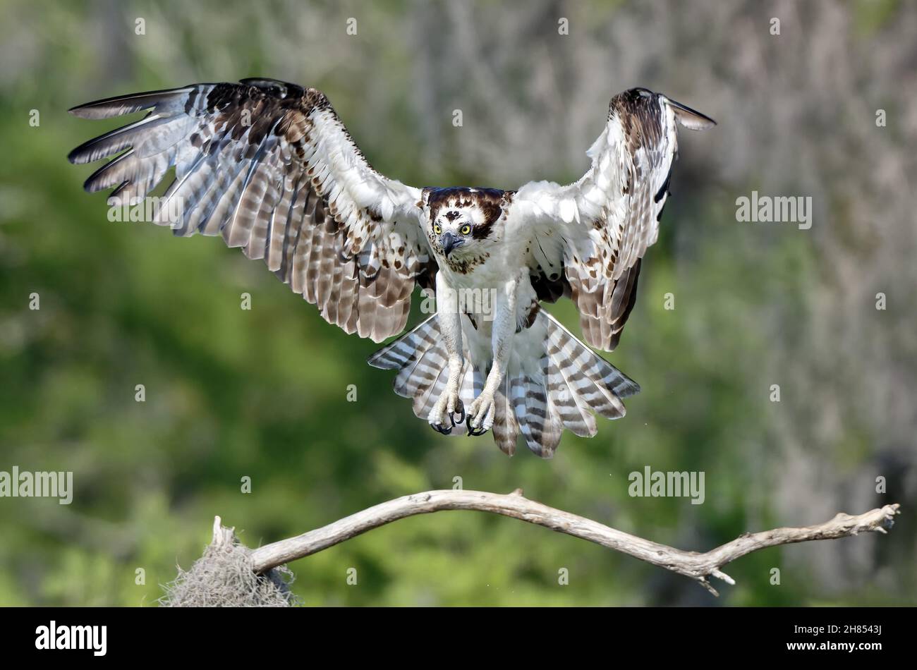 Flying osprey with wide-opened wings Stock Photo - Alamy