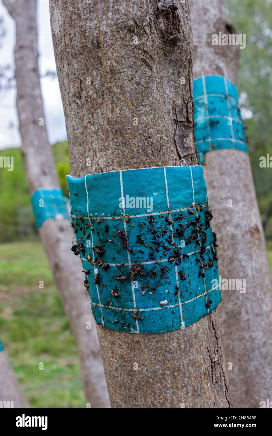 Olive tree fly trap placed on a tree. Occitanie, France Stock Photo - Alamy