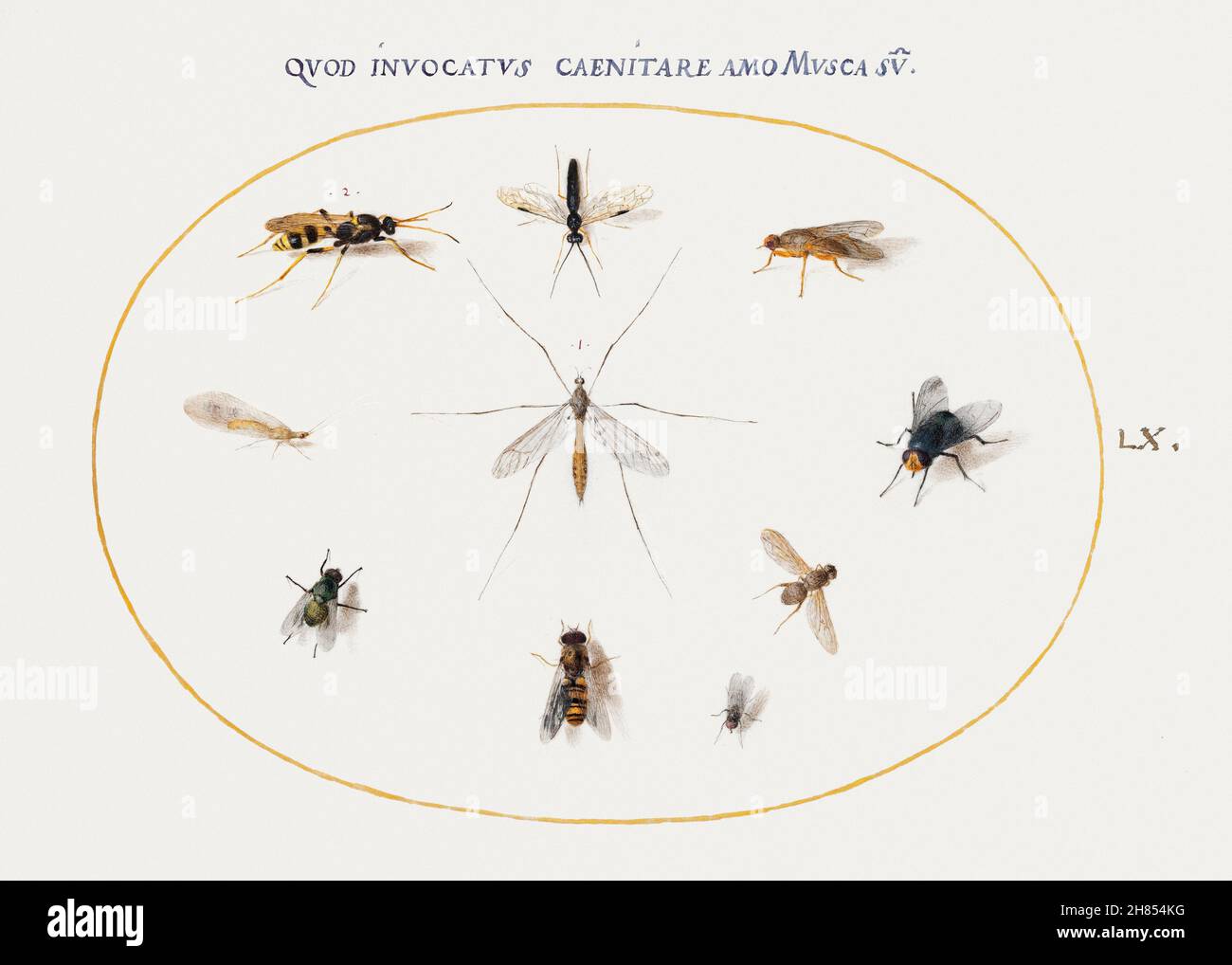 Flies and Other Insects (1575–1580) painting in high resolution by ...