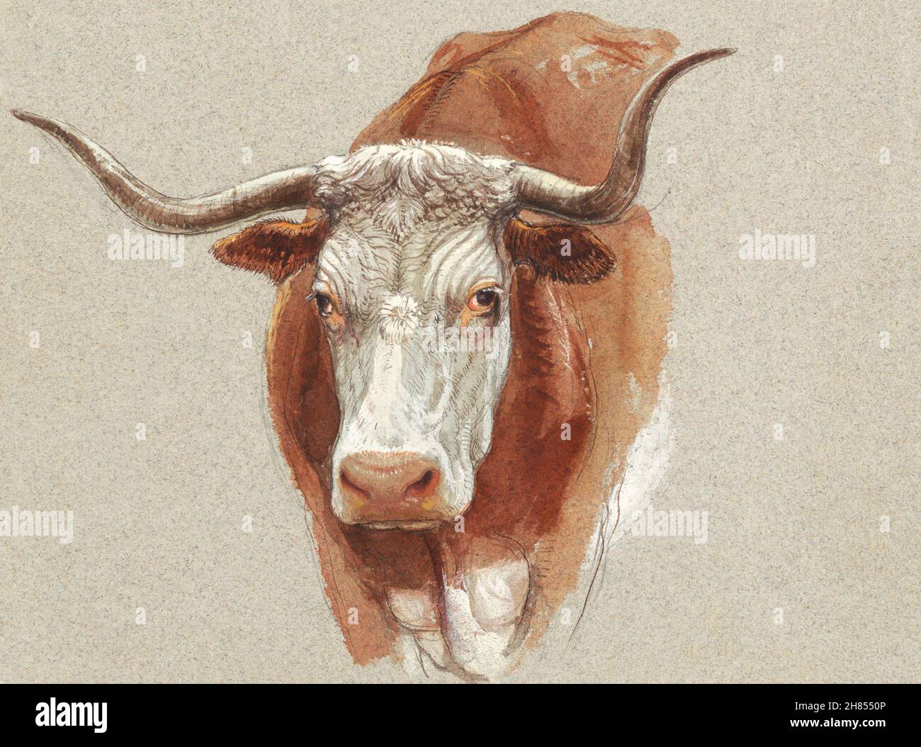 Cow Head Drawing High Resolution Stock Photography and Images - Alamy