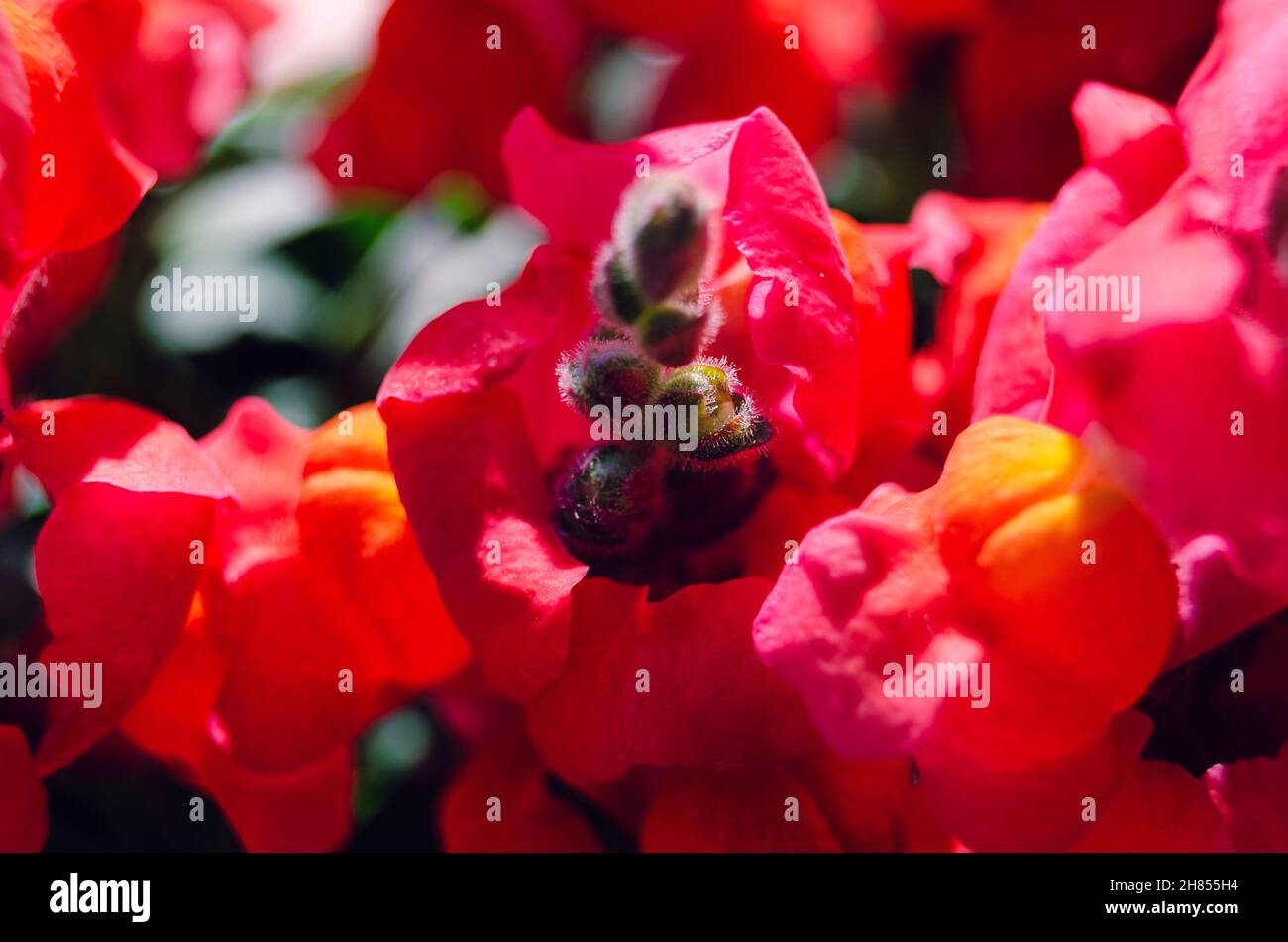 Red snap dragon plant hi-res stock photography and images - Alamy