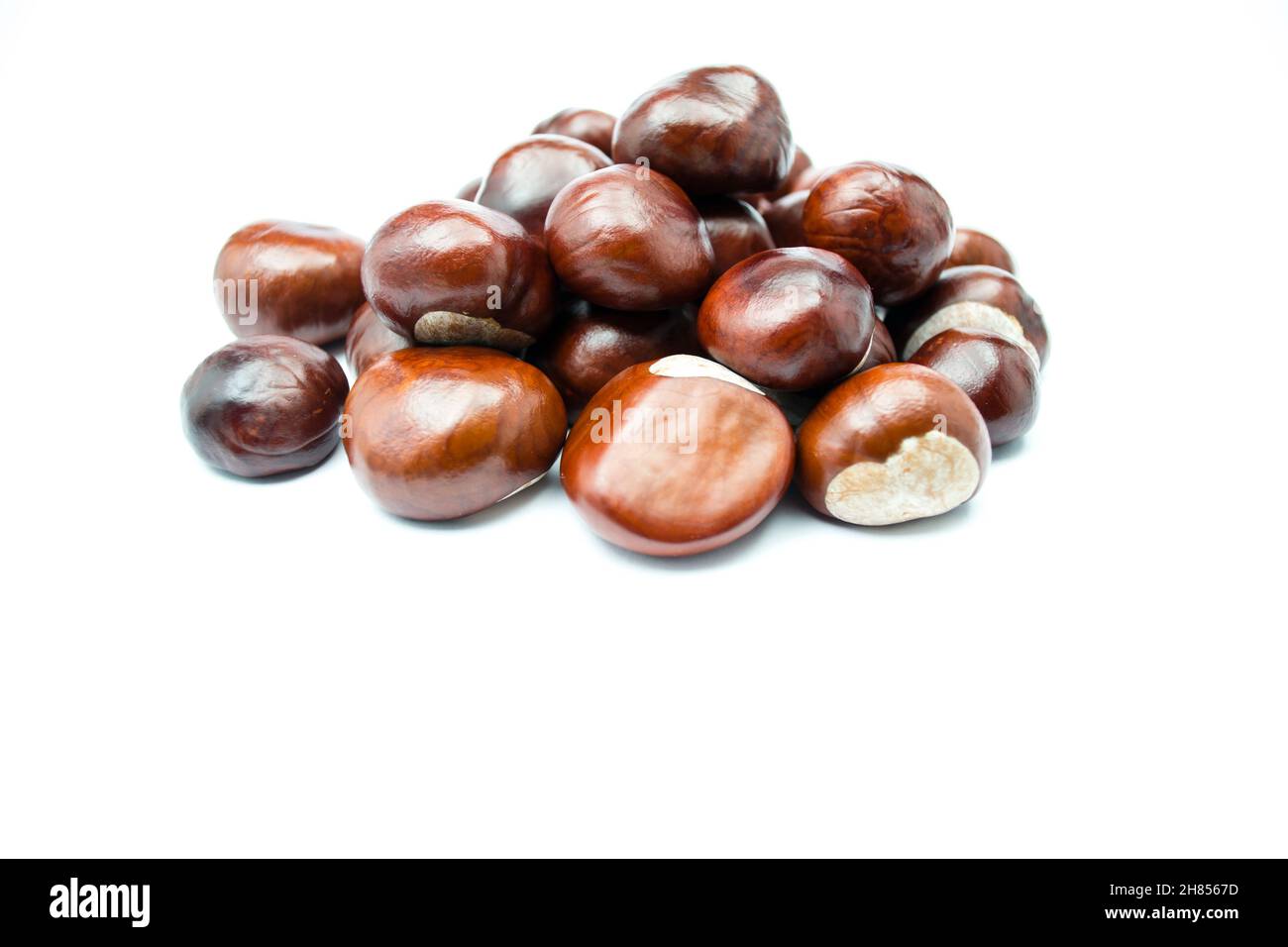 chesnut and isolated white background Stock Photo - Alamy