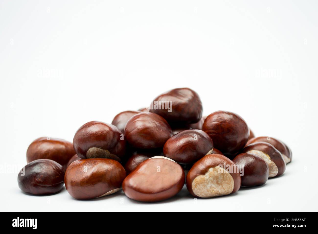 chesnut and isolated white background Stock Photo - Alamy