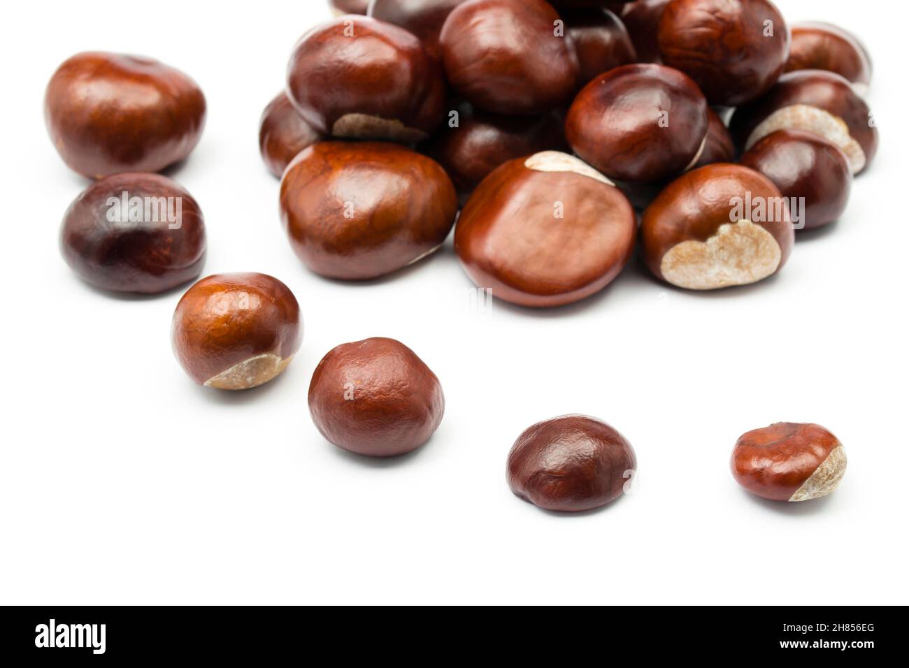 chesnut and isolated white background Stock Photo - Alamy