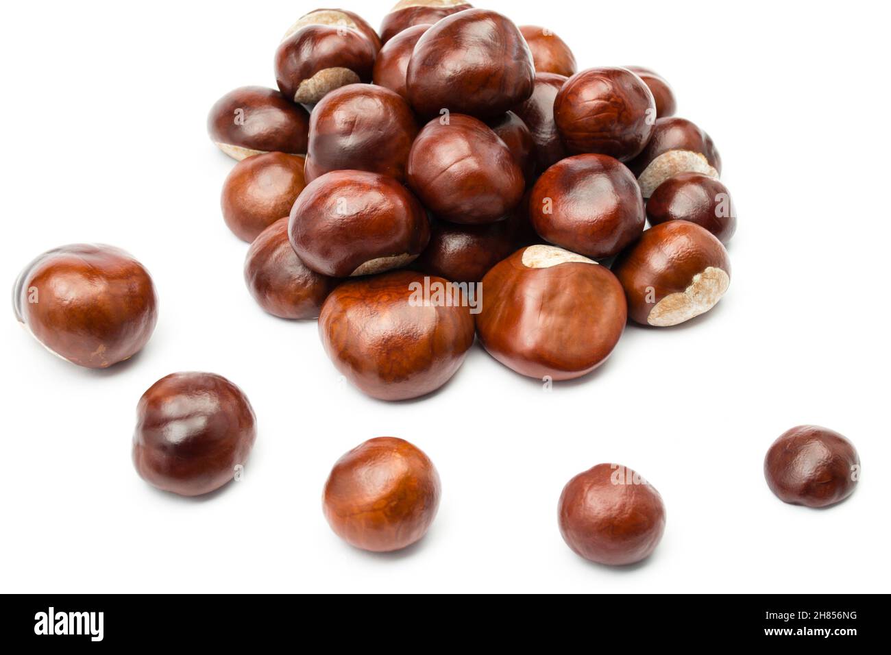 chesnut and isolated white background Stock Photo - Alamy
