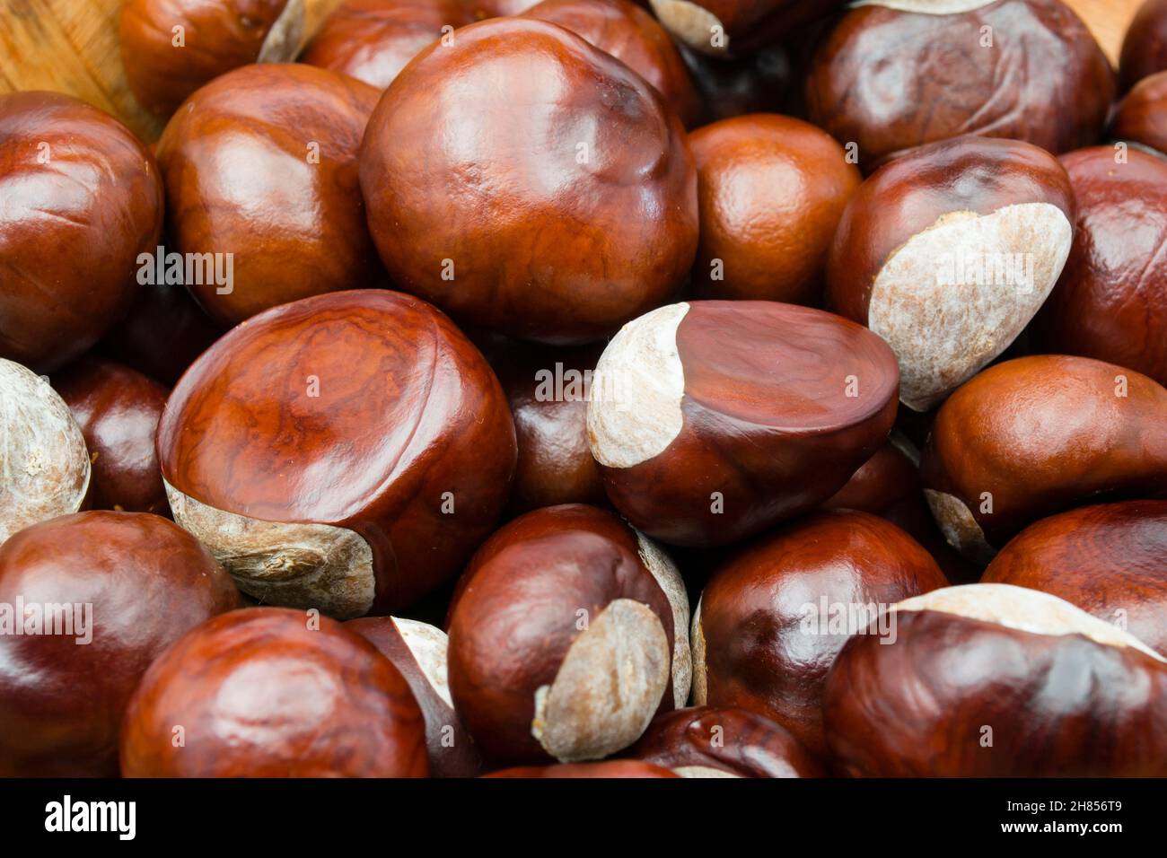 chesnut and isolated white background Stock Photo - Alamy