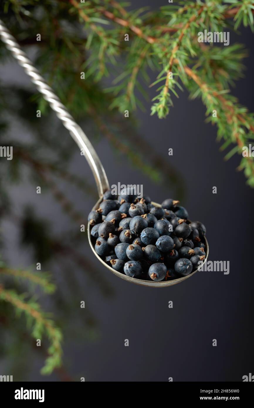 Old spoon with seeds of juniper on a dark background. Juniper seeds are ...