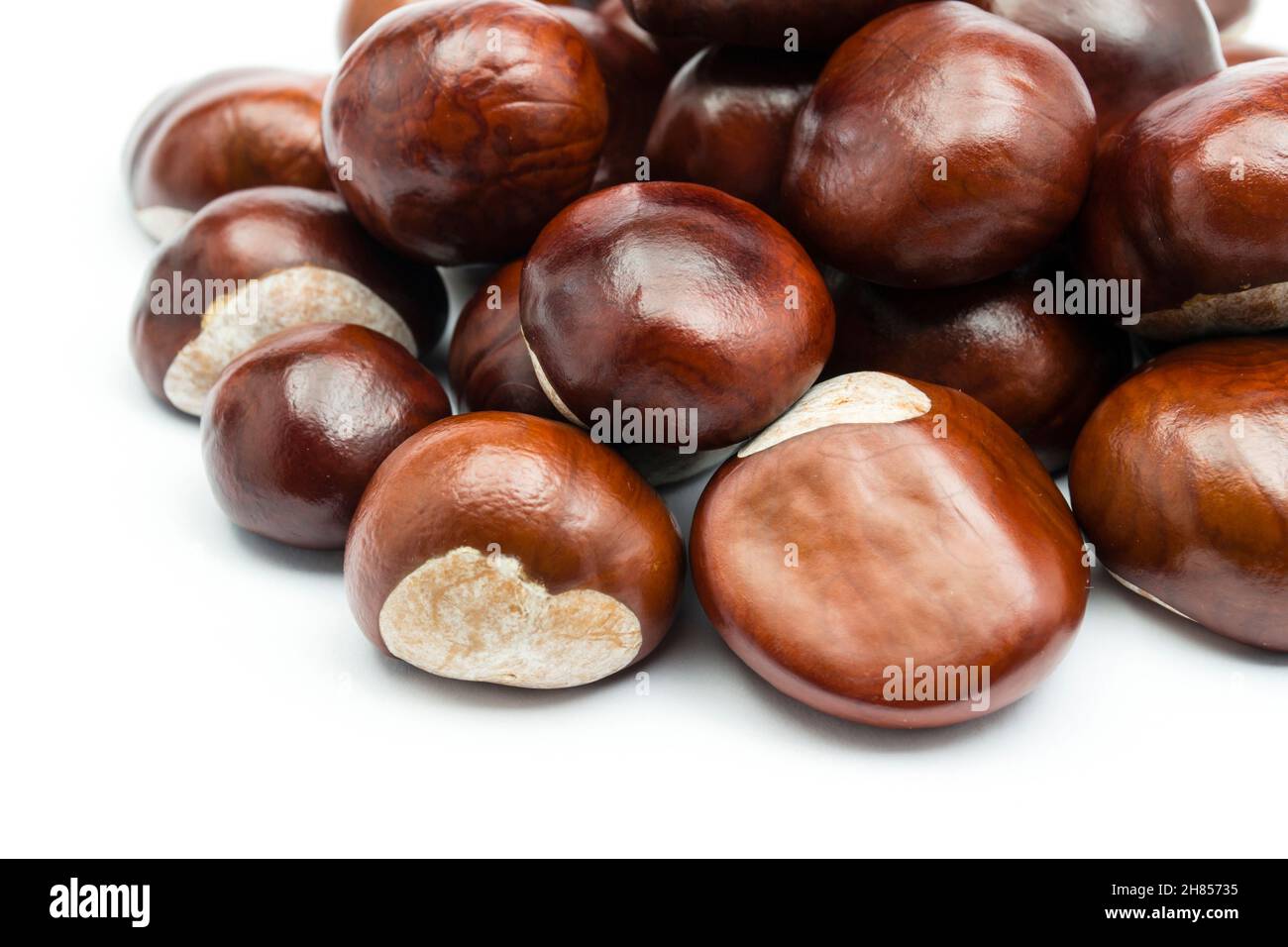 chesnut and isolated white background Stock Photo - Alamy