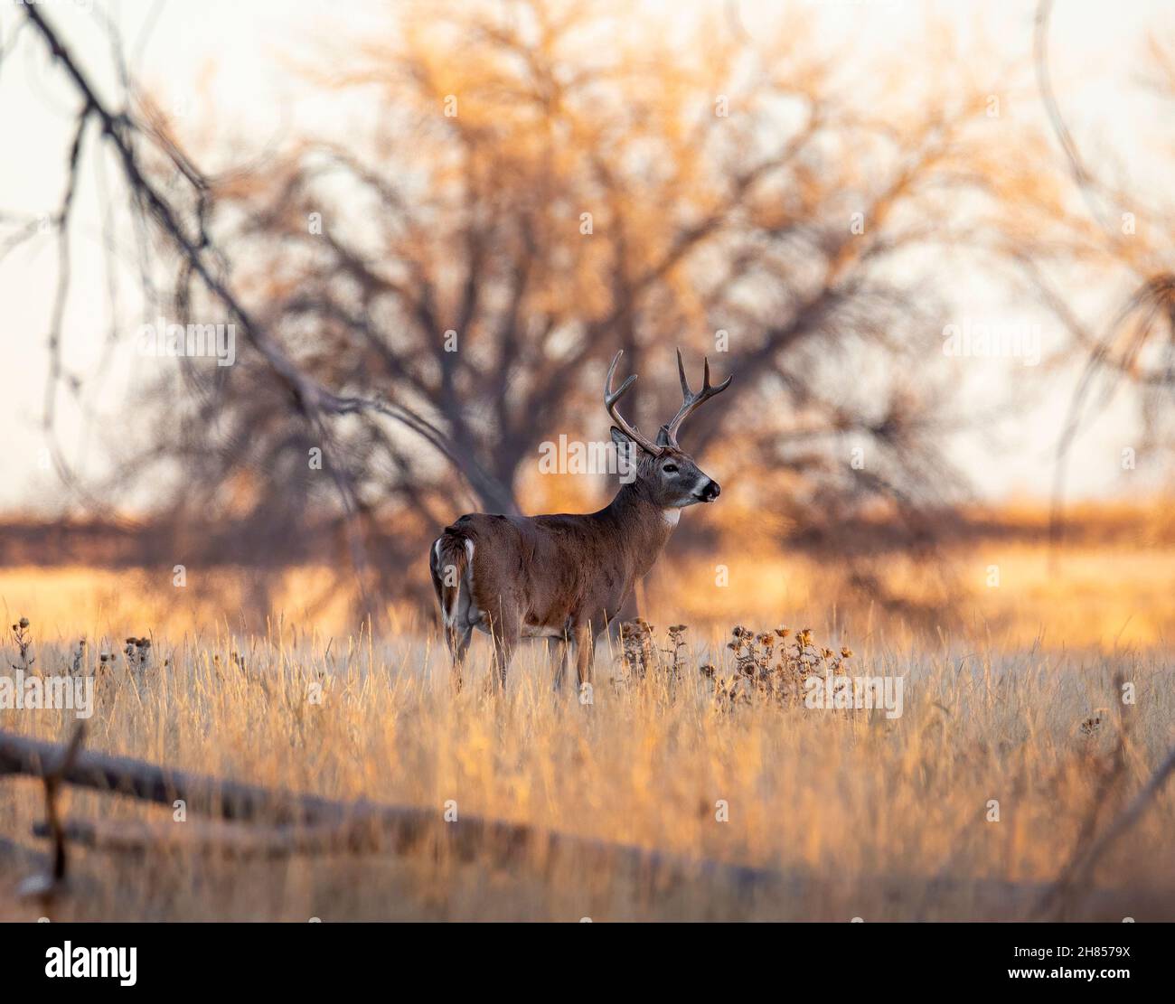 White tailed deer male(buck) stands broadside in grass field at Rocky ...